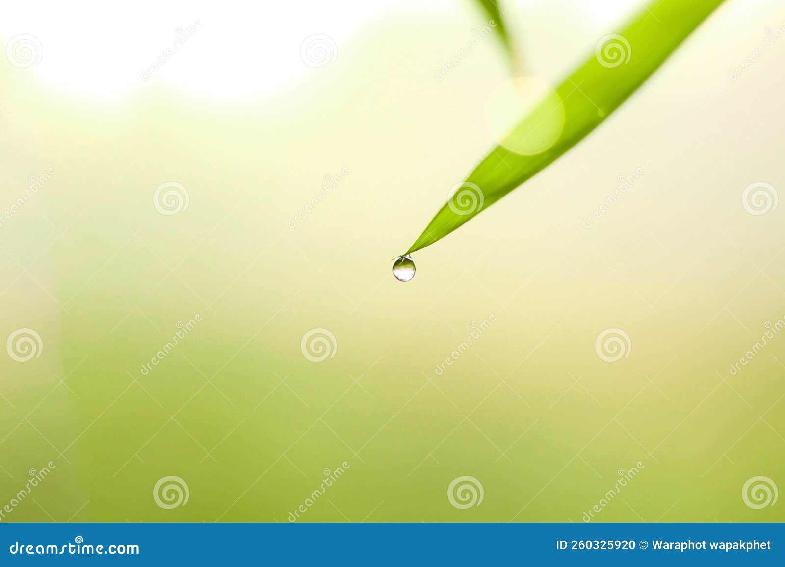 Water on Bamboo Leaves Dripping at Leaf Tips, Spa Concept Natural ...