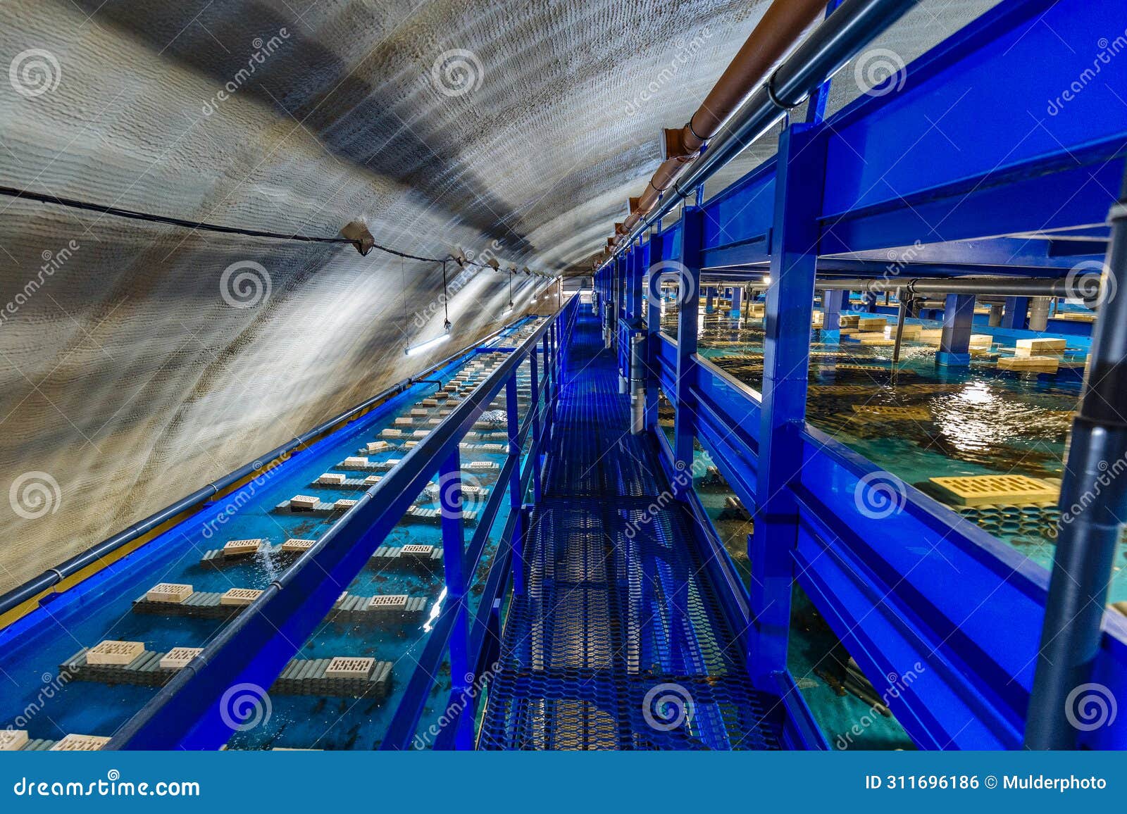 Water Basins with Automatic Feeding and Water Recirculation for Growing ...