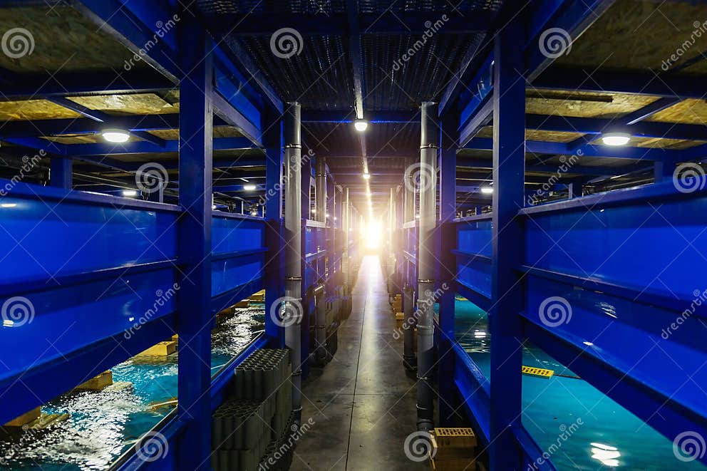 Water Basins with Automatic Feeding and Water Recirculation for Growing ...