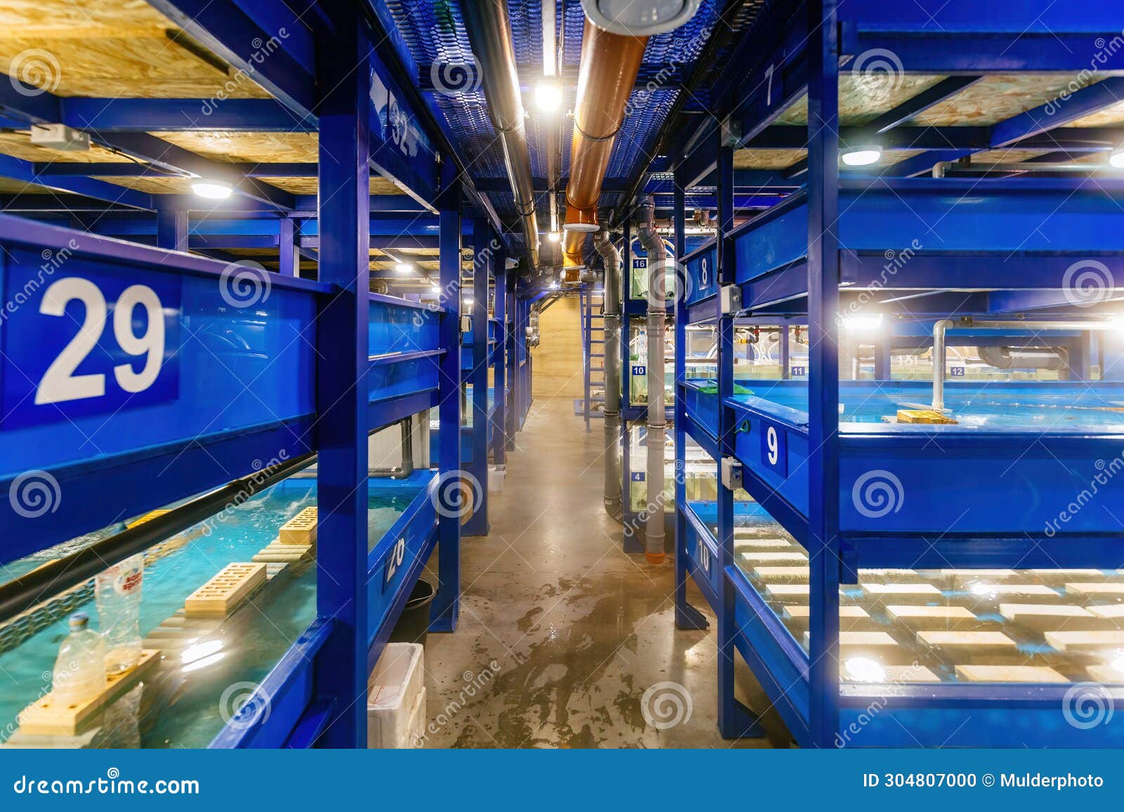 Water Basins with Automatic Feeding and Water Recirculation for Growing ...