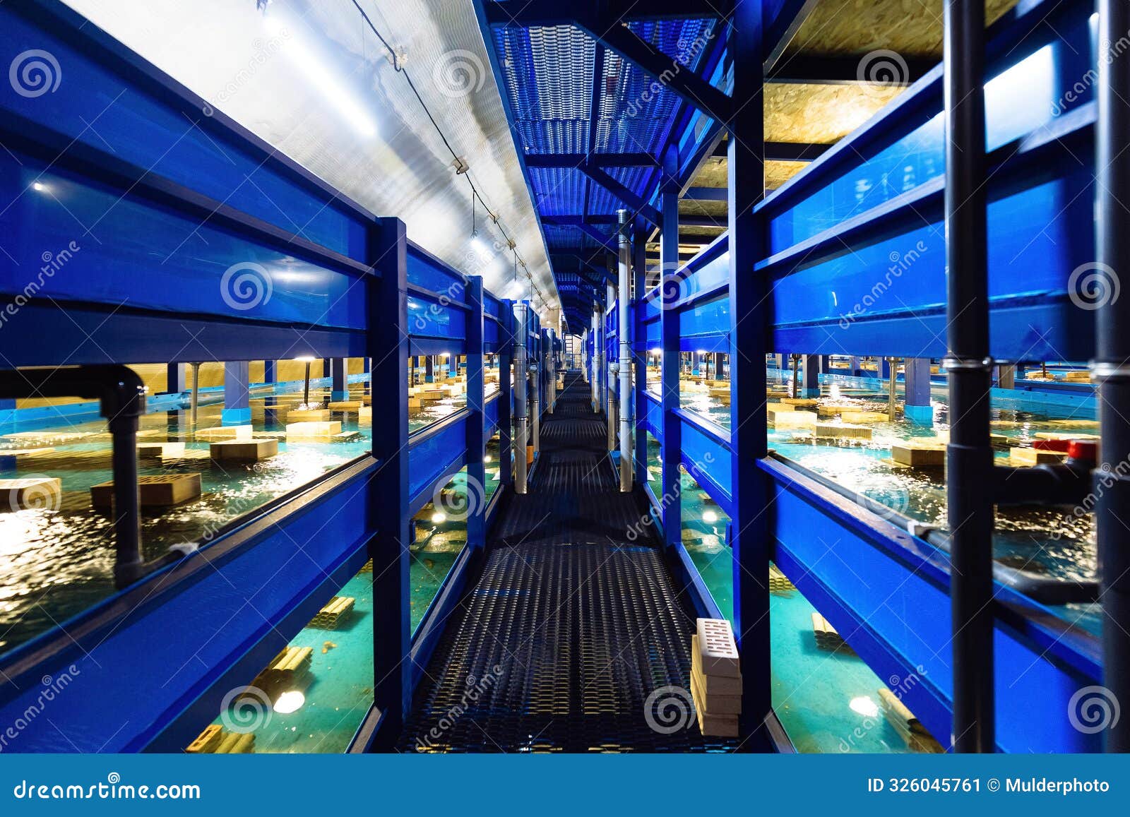 Water Basins with Automatic Feeding and Water Recirculation for Growing ...