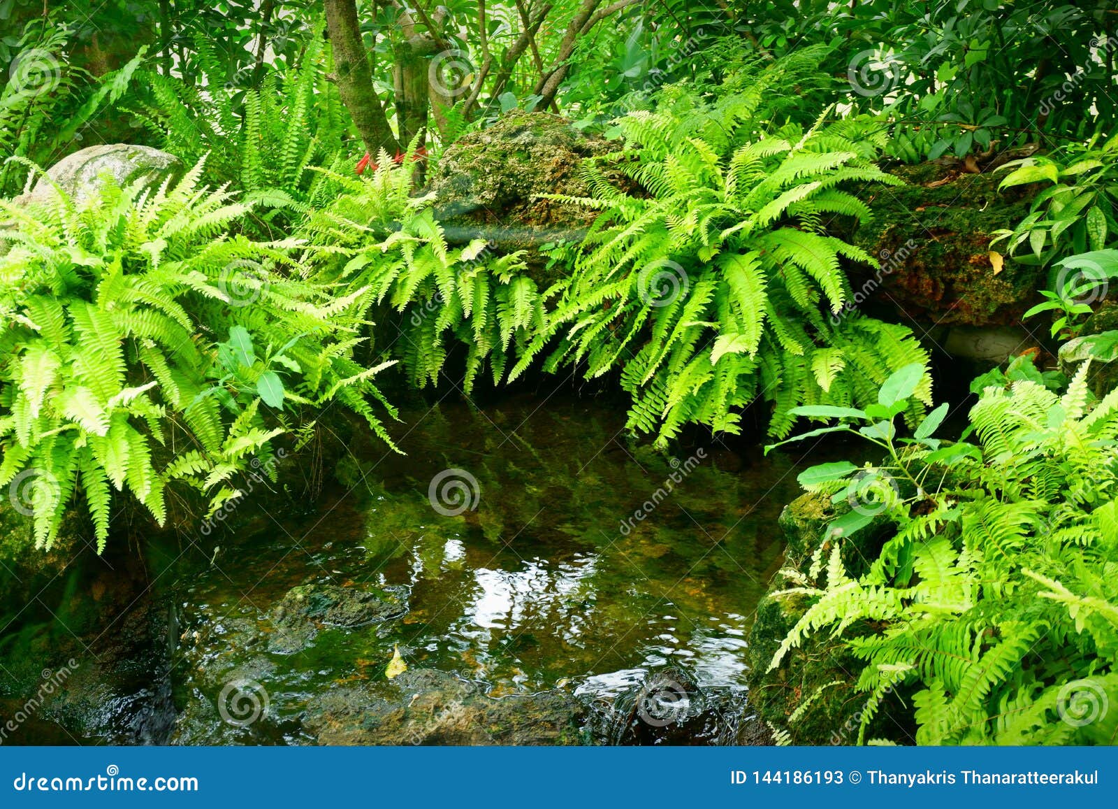 Water Basins and Green Trees. Stock Image - Image of background ...