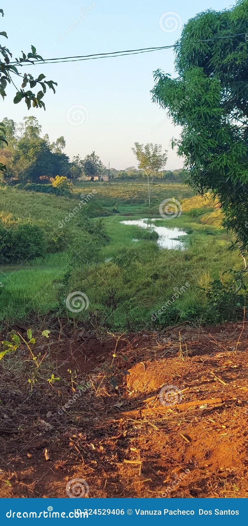 Water Bathed Typical Amazon Plants Landscape Land Stock Photo - Image ...