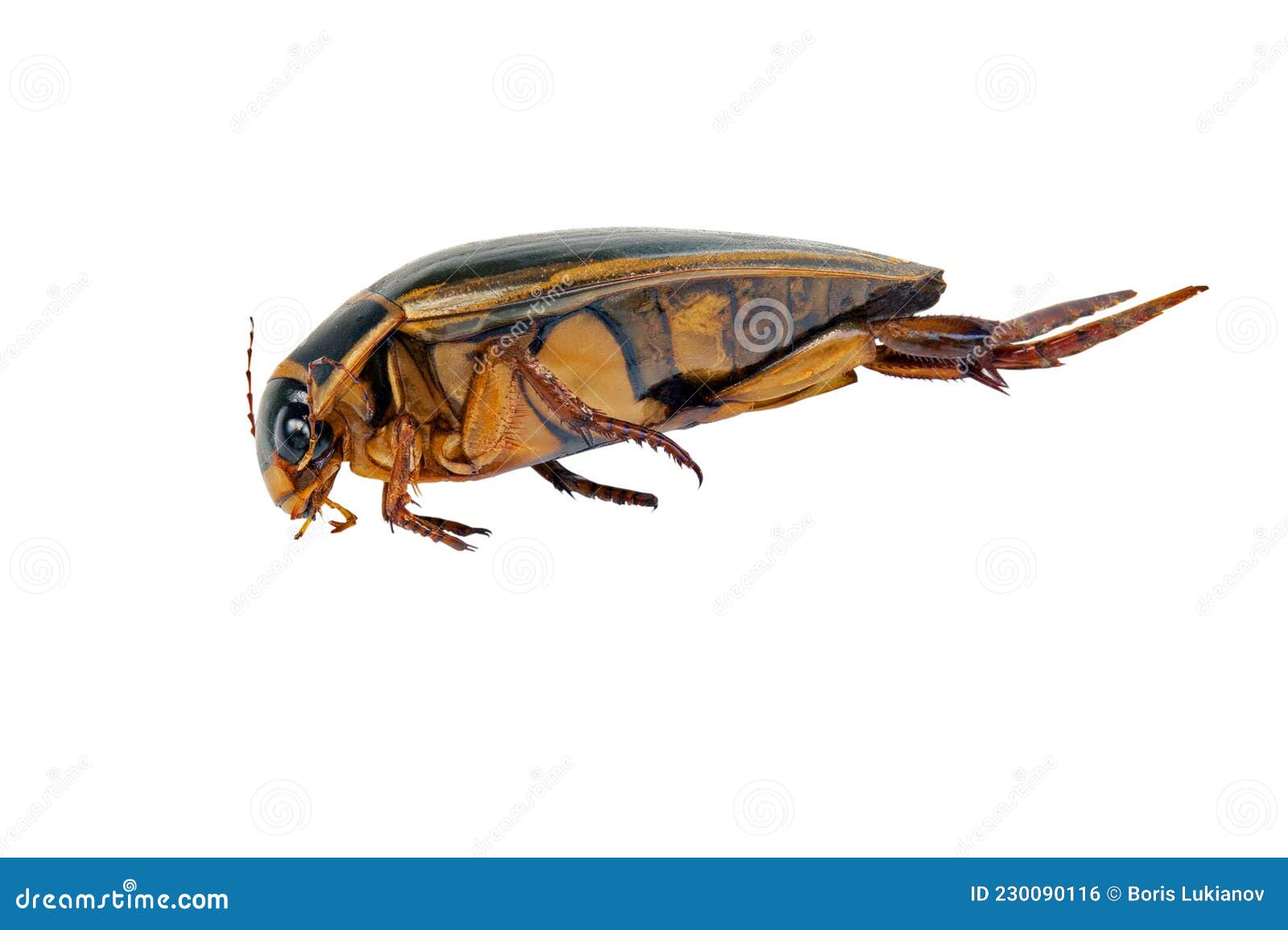 Water Beetle Isolated on a White Background Stock Photo - Image of ...