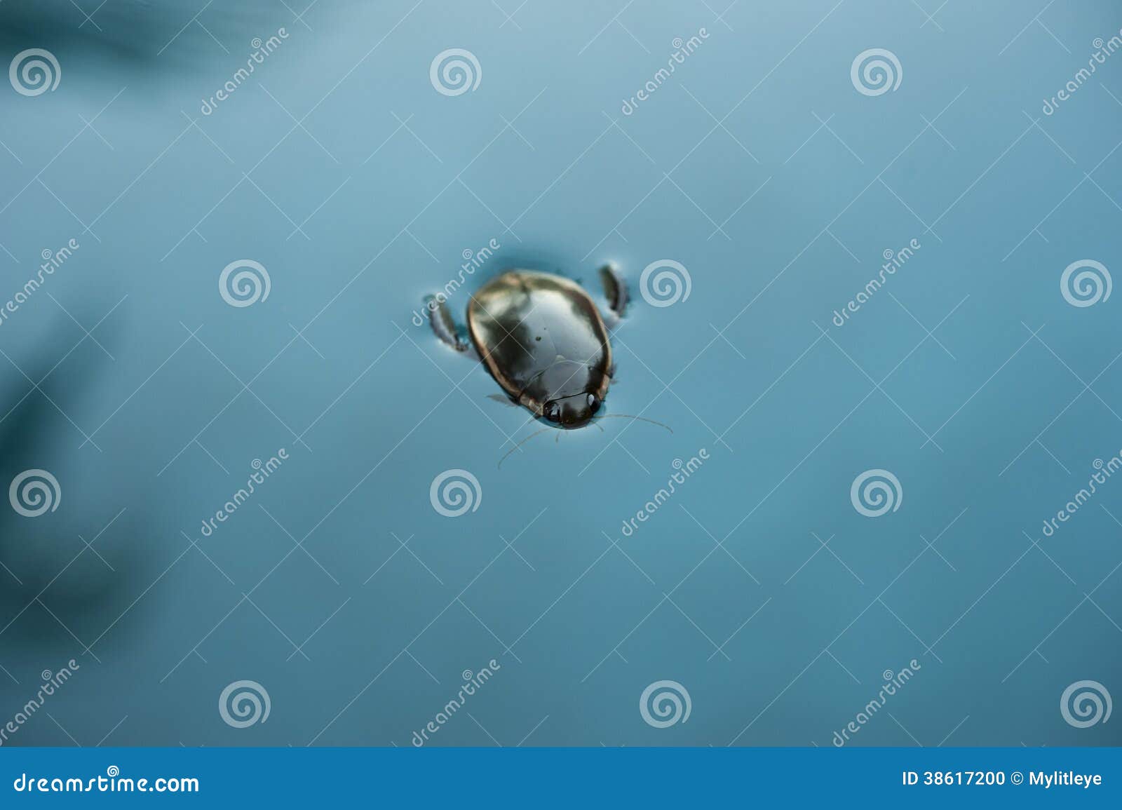 101 Floating Beetle Stock Photos - Free & Royalty-Free Stock Photos ...