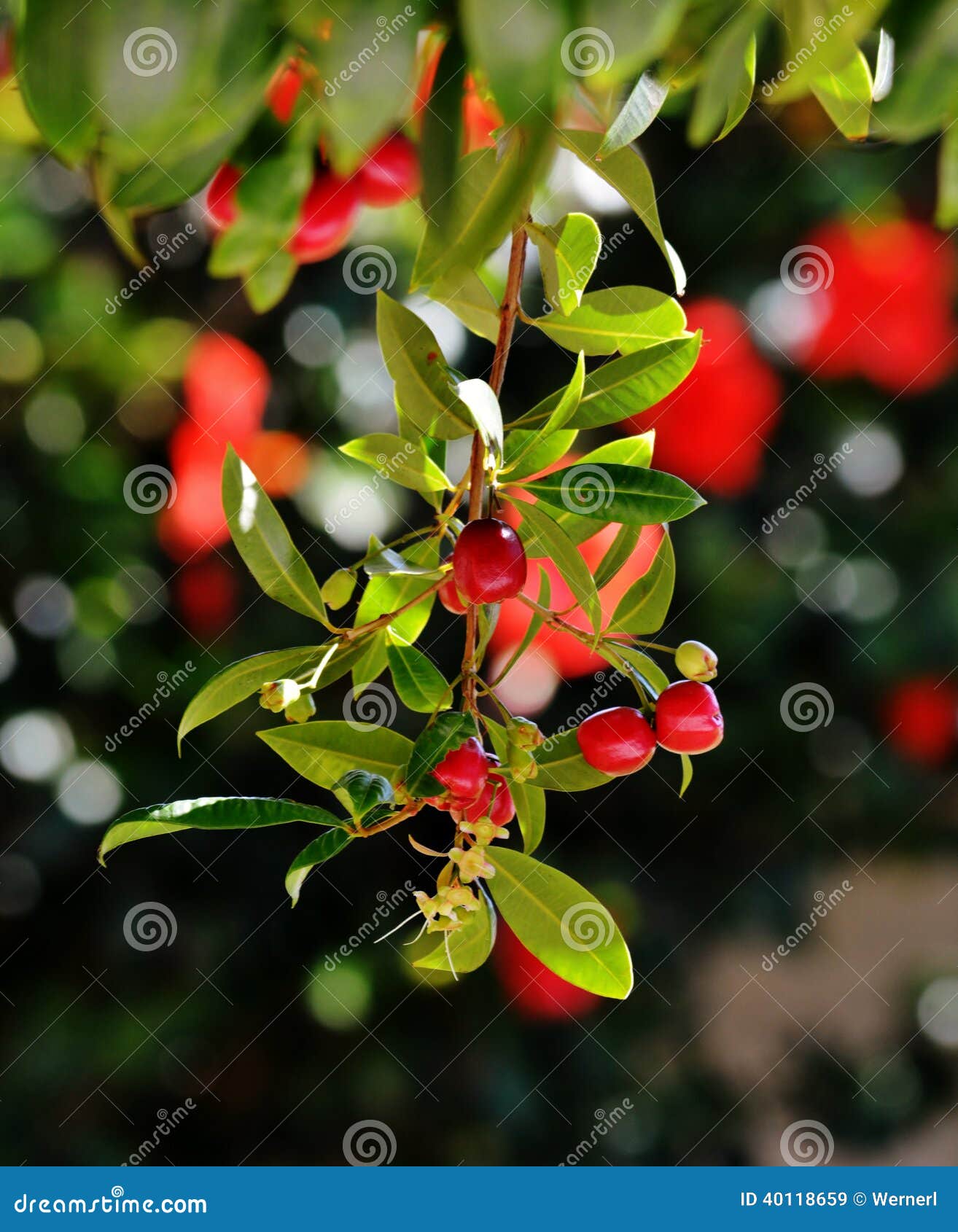 Water berry stock image. Image of flora, evergreen, plant - 40118659