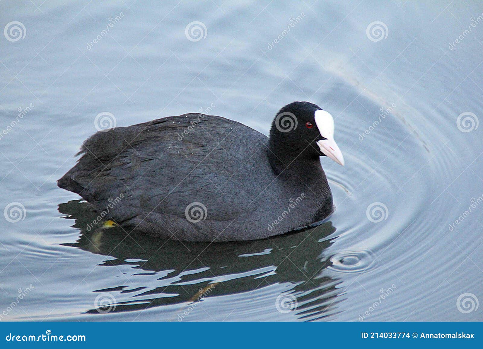 Water Bird, Common Coot, Bird Floating on Water Stock Photo - Image of ...