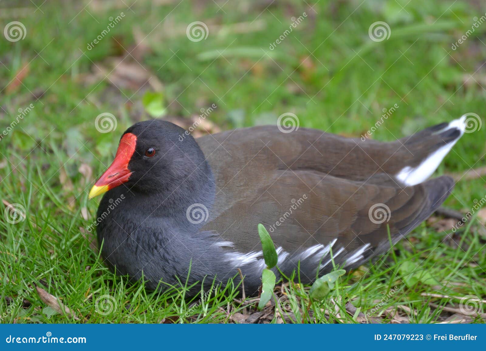 A Water Bird with a Red Beak Stock Image - Image of outdoor, animal ...