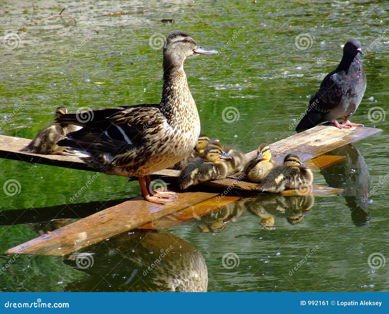 Water birds stock image. Image of water, russia, pigeon - 992161