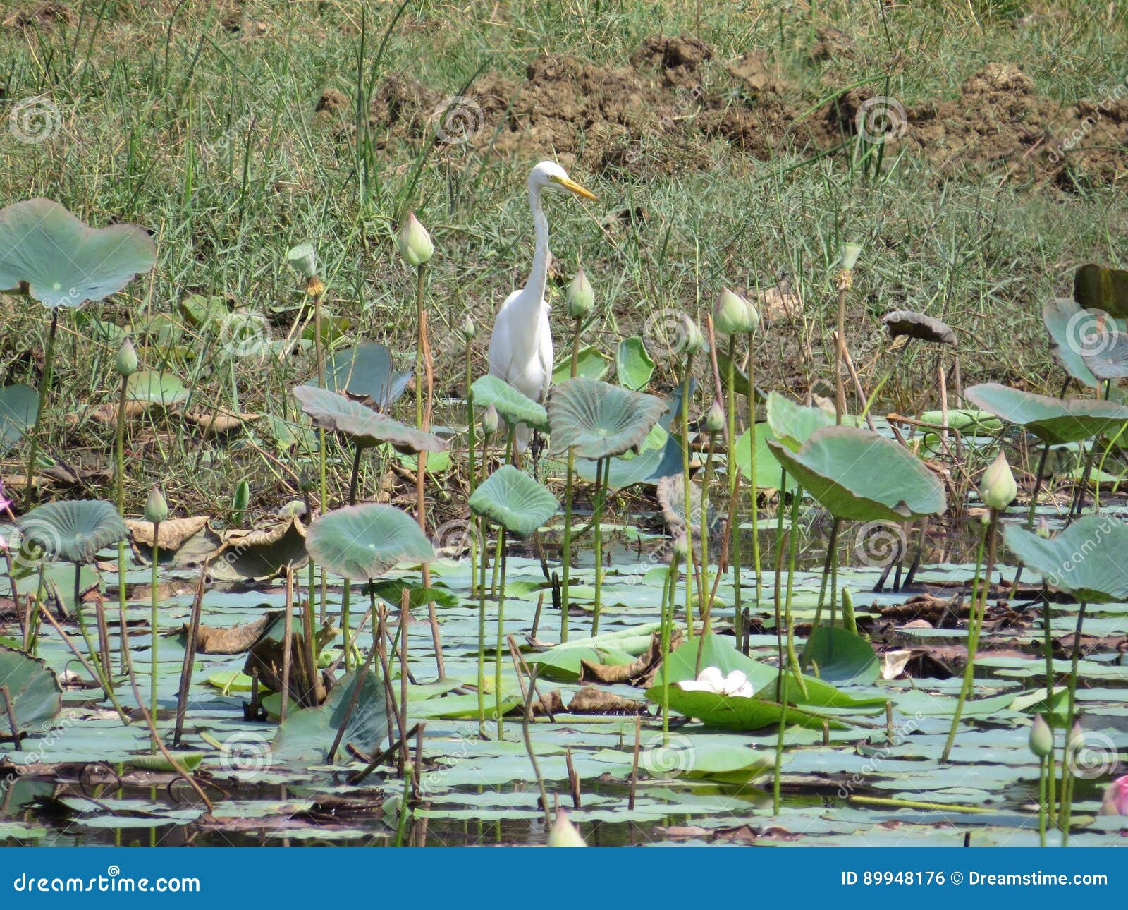 Water Birds stock photo. Image of cool, ducks, lovely - 89948176