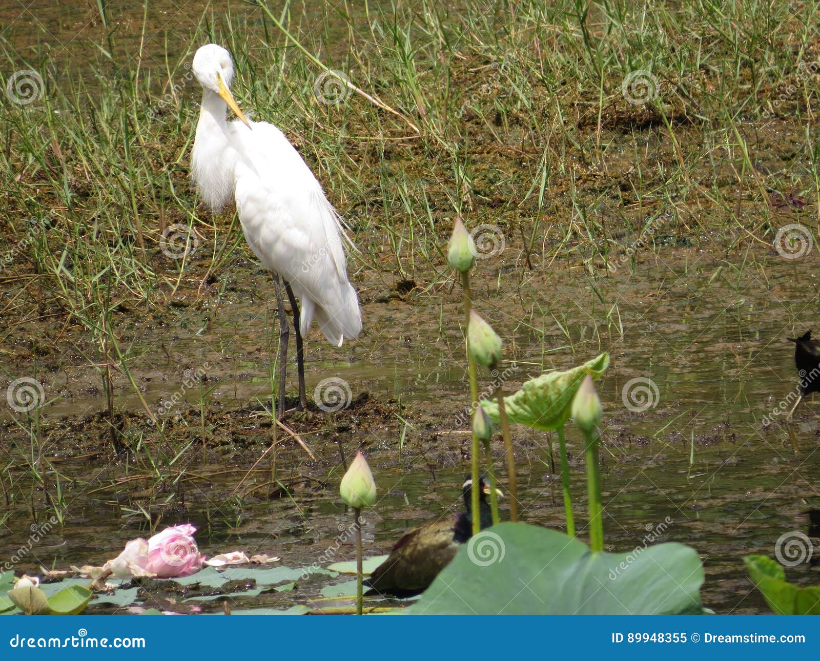 Water Birds stock image. Image of nature, bird, heron - 89948355