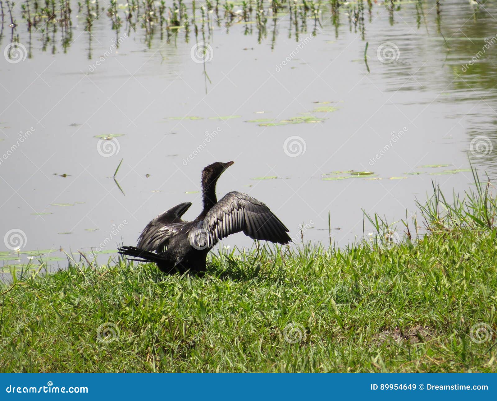 Water Birds stock image. Image of birds, beak, cool, ciconiiformes ...