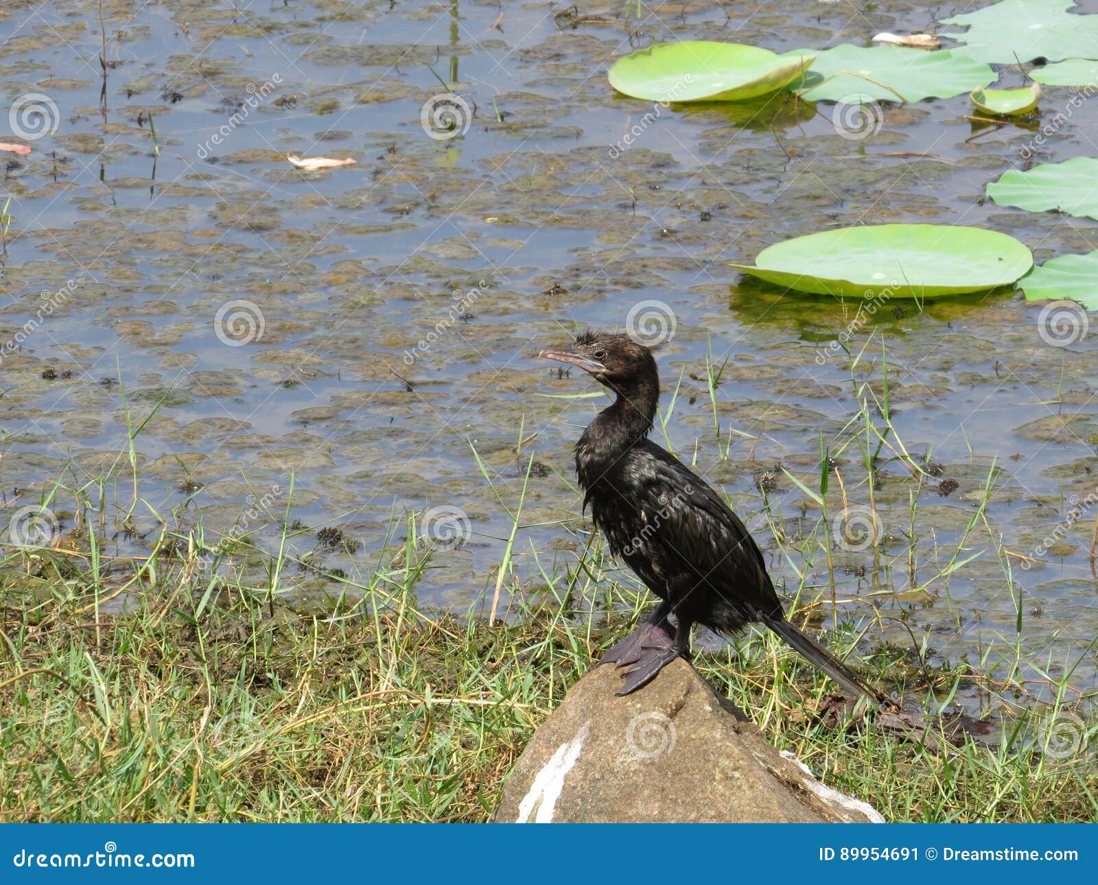 Water Birds stock image. Image of wildlife, beautiful - 89954691
