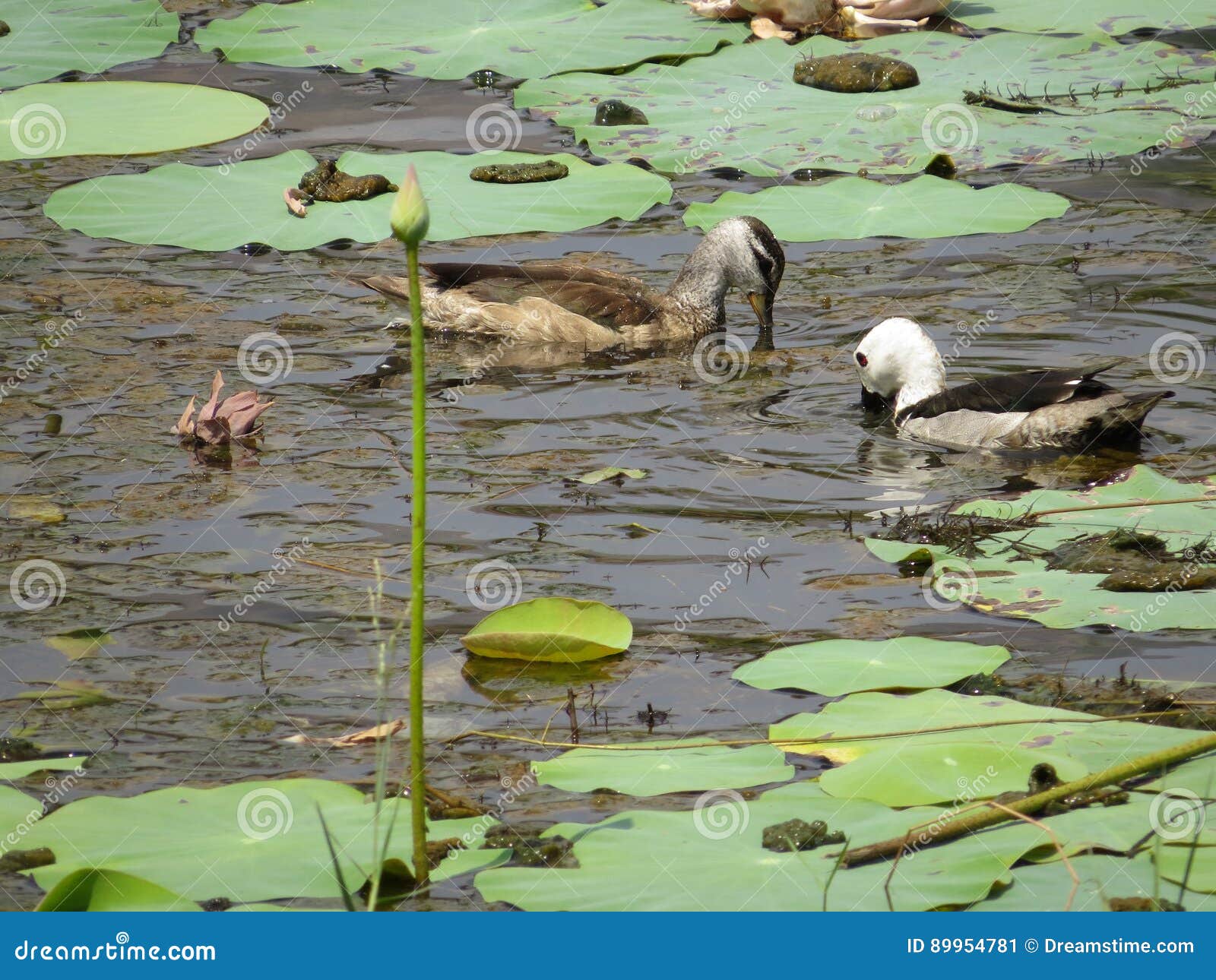 Water Birds stock image. Image of pond, ducks, wildlife - 89954781