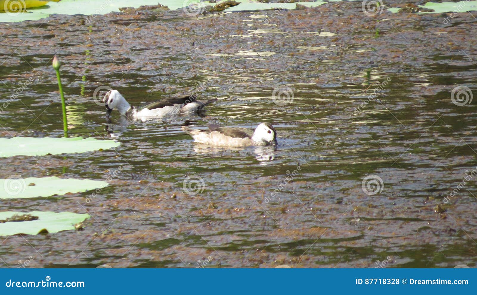 Water Birds stock photo. Image of seabird, pond, anas - 87718328