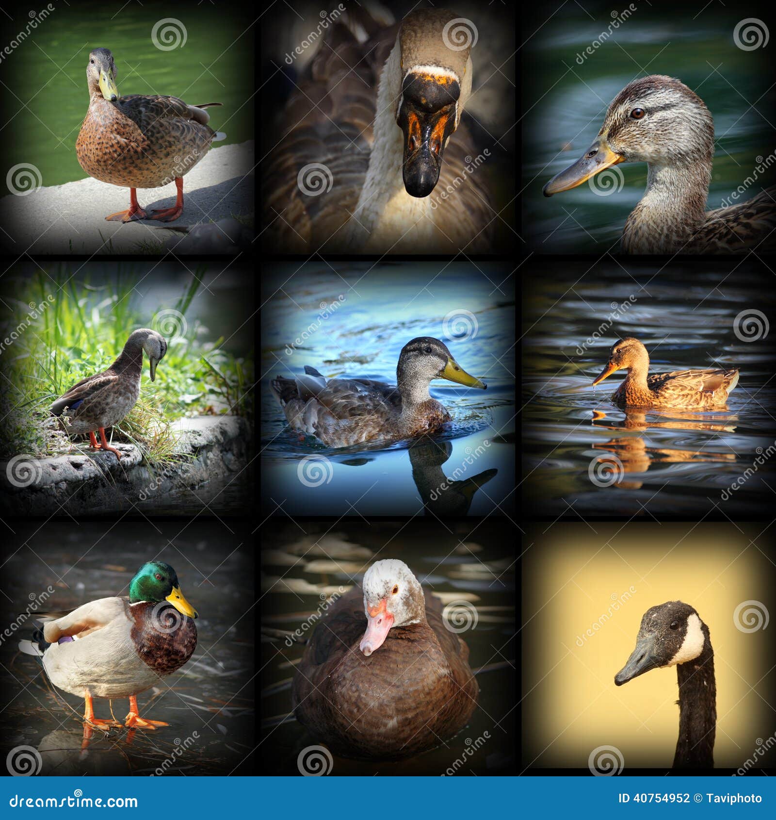 Water birds stock photo. Image of assortment, canada - 40754952