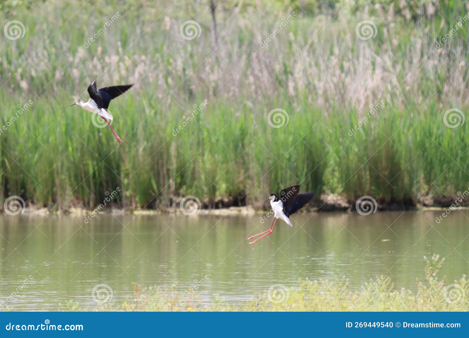 Water Birds Flying upon the River Stock Photo - Image of beak, pond ...