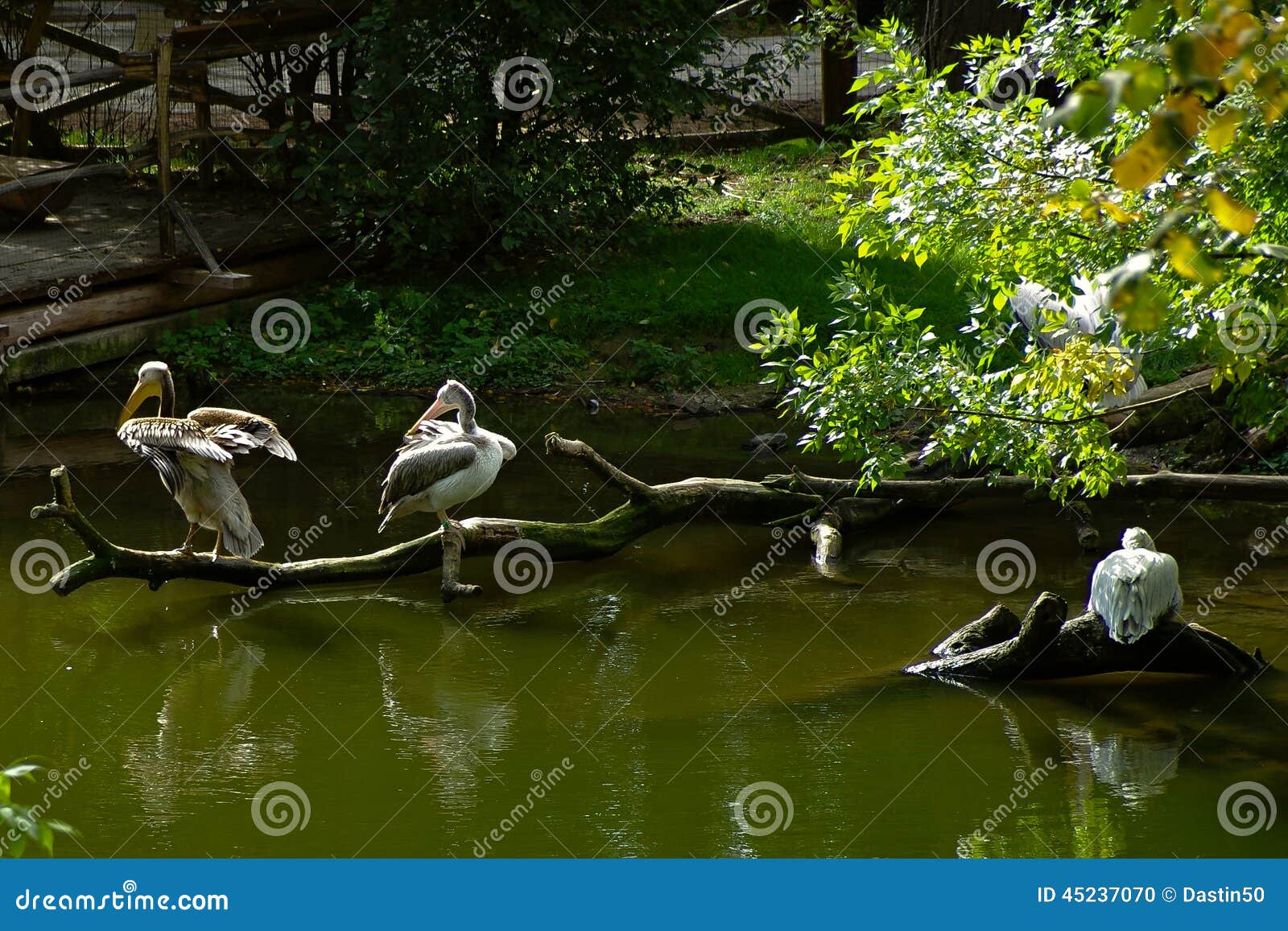 Water Birds, Friendly Animals at the Prague Zoo. Stock Photo - Image of ...