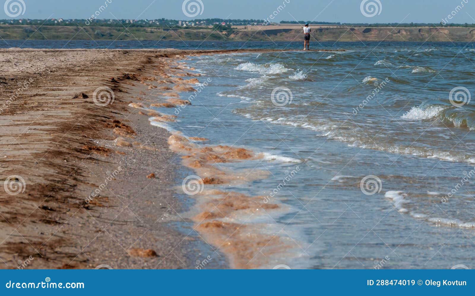Water Bloom, Algae Thrown Onto the Sandy Shore during the Period of ...