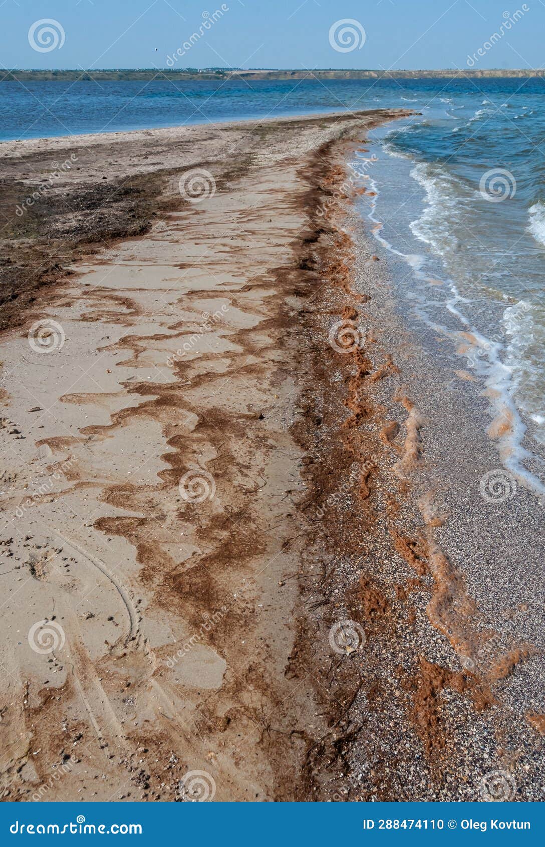 Water Bloom, Algae Thrown Onto the Sandy Shore during the Period of ...