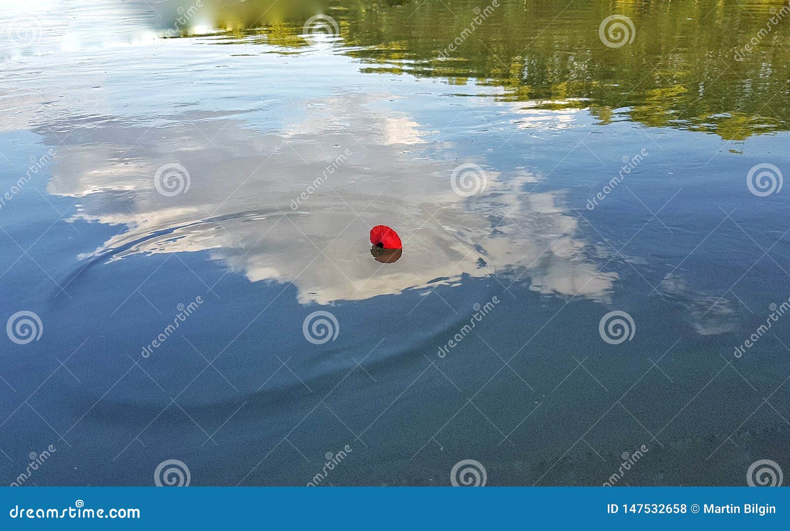 Water stock photo. Image of water, flower, blue, limpide - 147532658