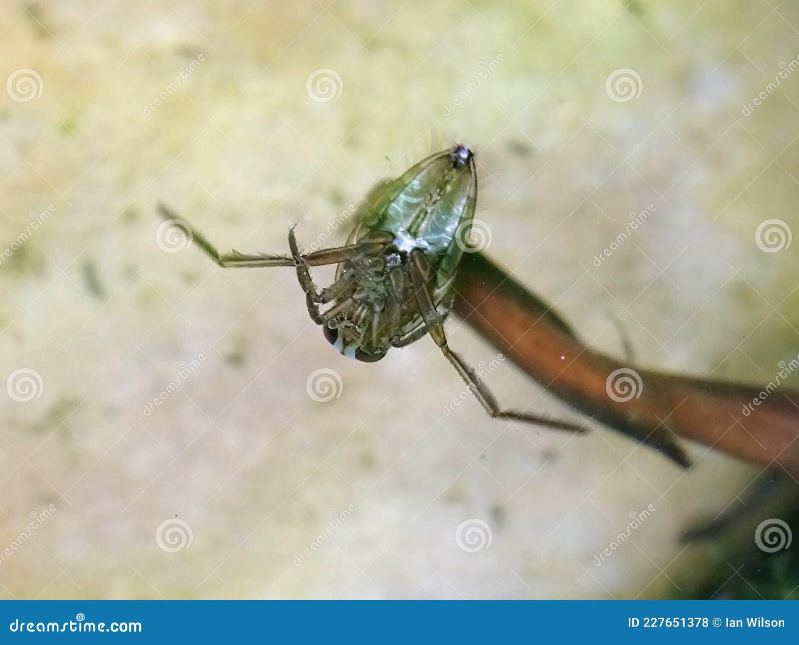Water Boatman Beetle Notonecta Glauca Stock Photo - Image of ...