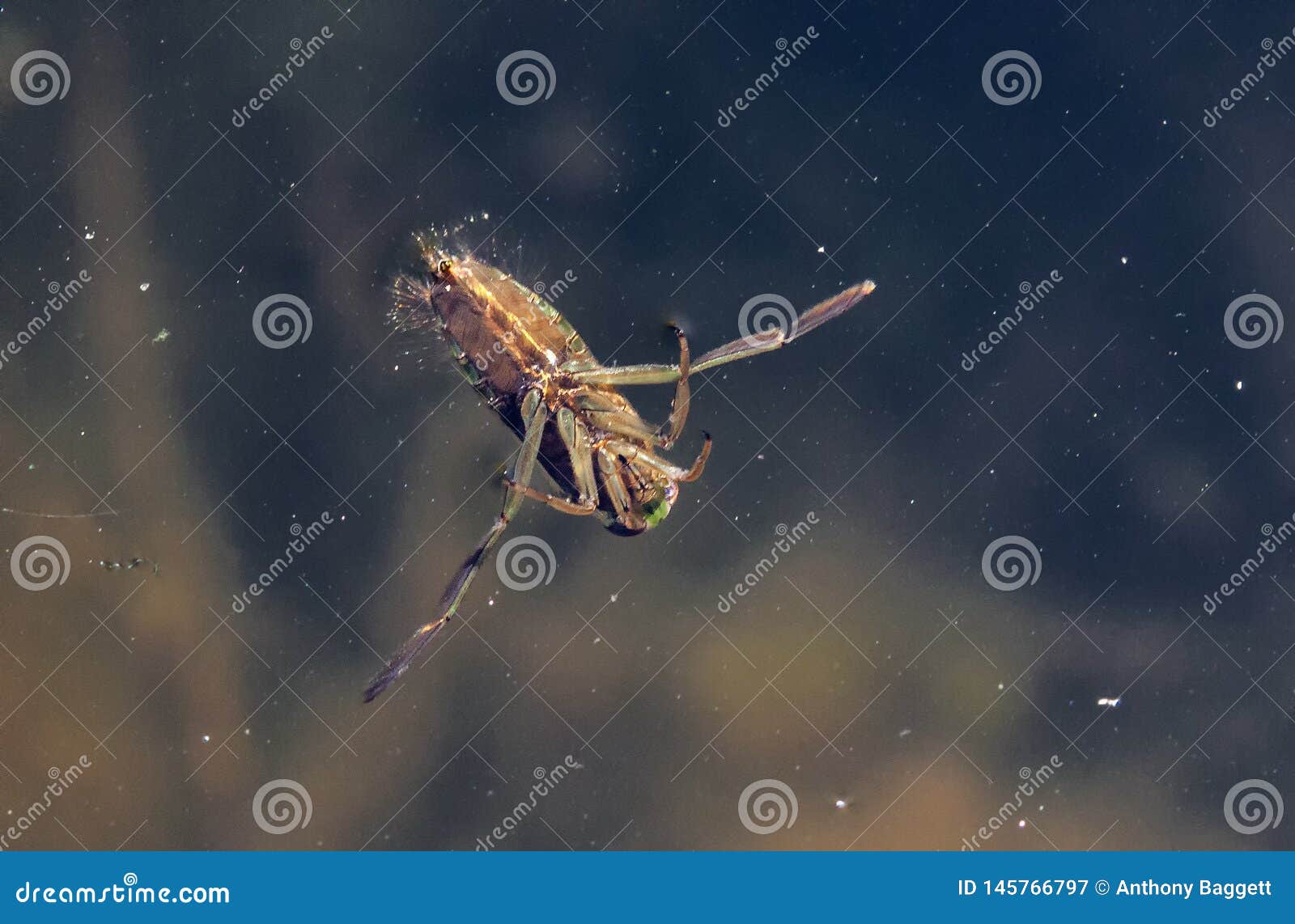 Water Boatman stock image. Image of freshwater, boatman - 145766797