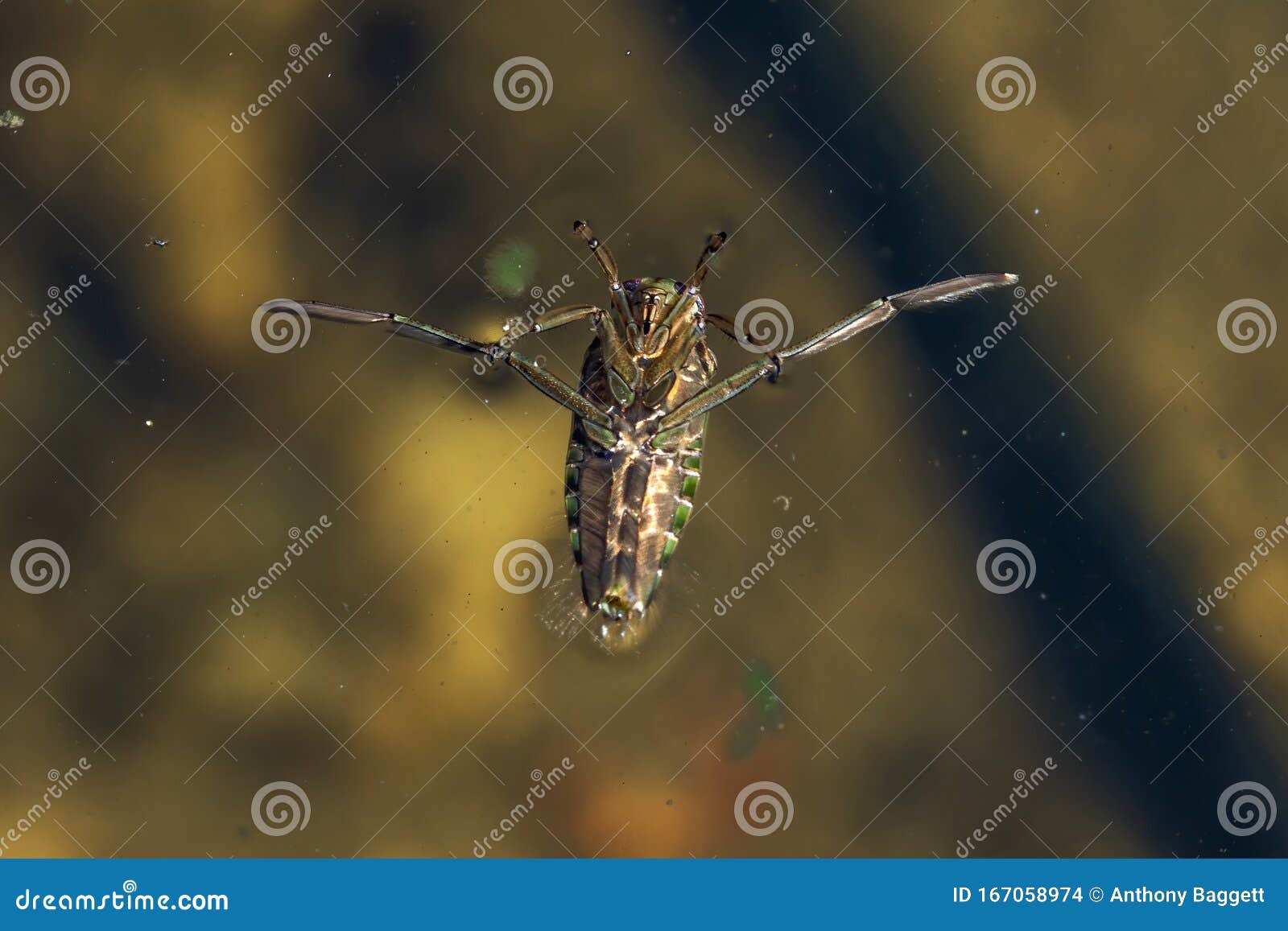 Water Boatman stock photo. Image of macro, brown, backswimmer - 167058974