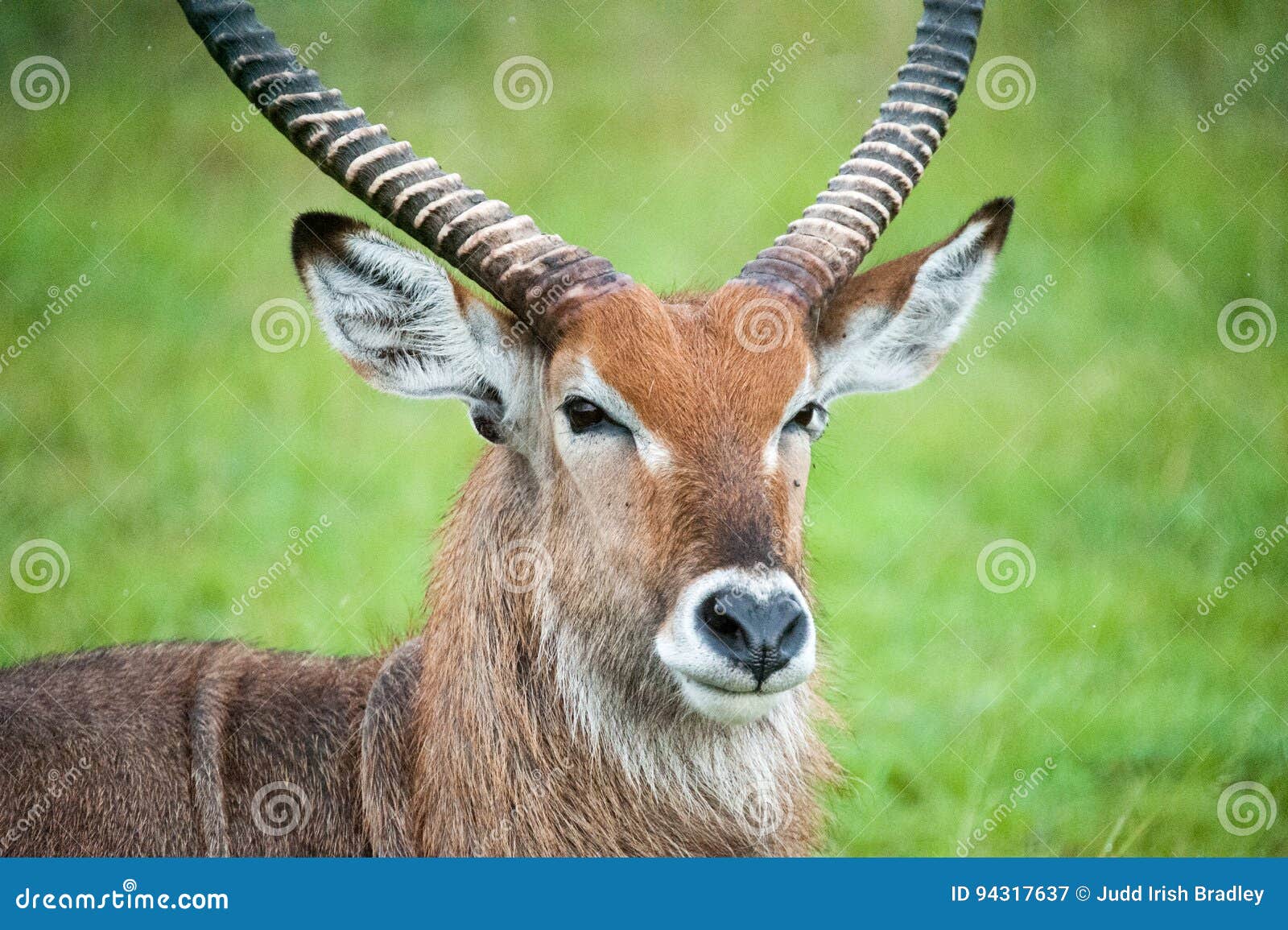 Water Bok stock image. Image of antelope, democratic - 94317637