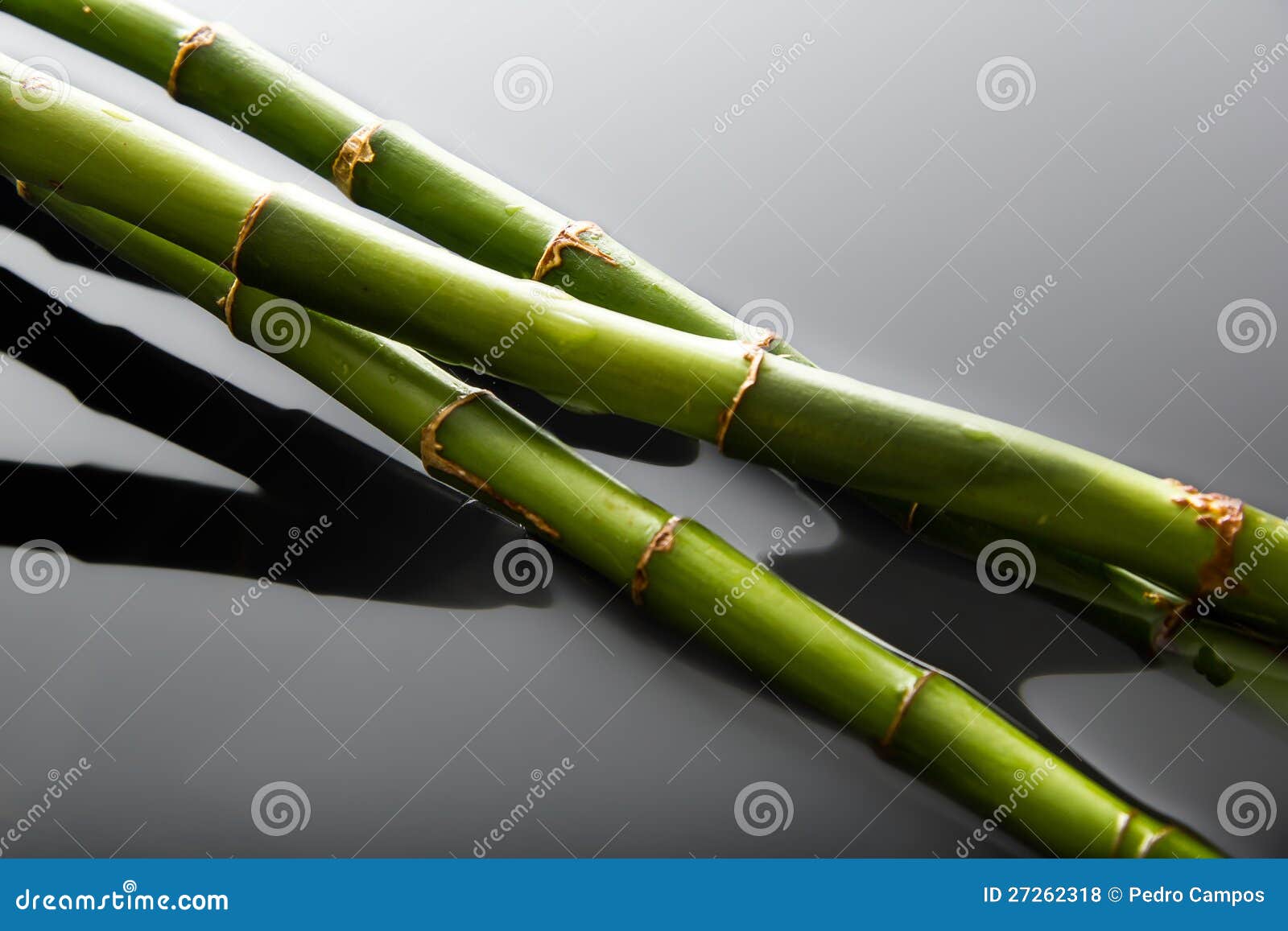 Water bomboo stock photo. Image of environment, foliage - 27262318