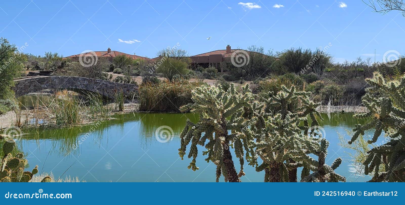 Water Bridge Scene in the Desert Stock Photo - Image of cactus, water ...