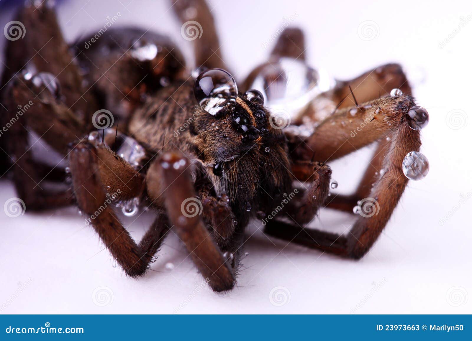 Water Bubbles on a Brown Spider Stock Image - Image of eyes, spike ...