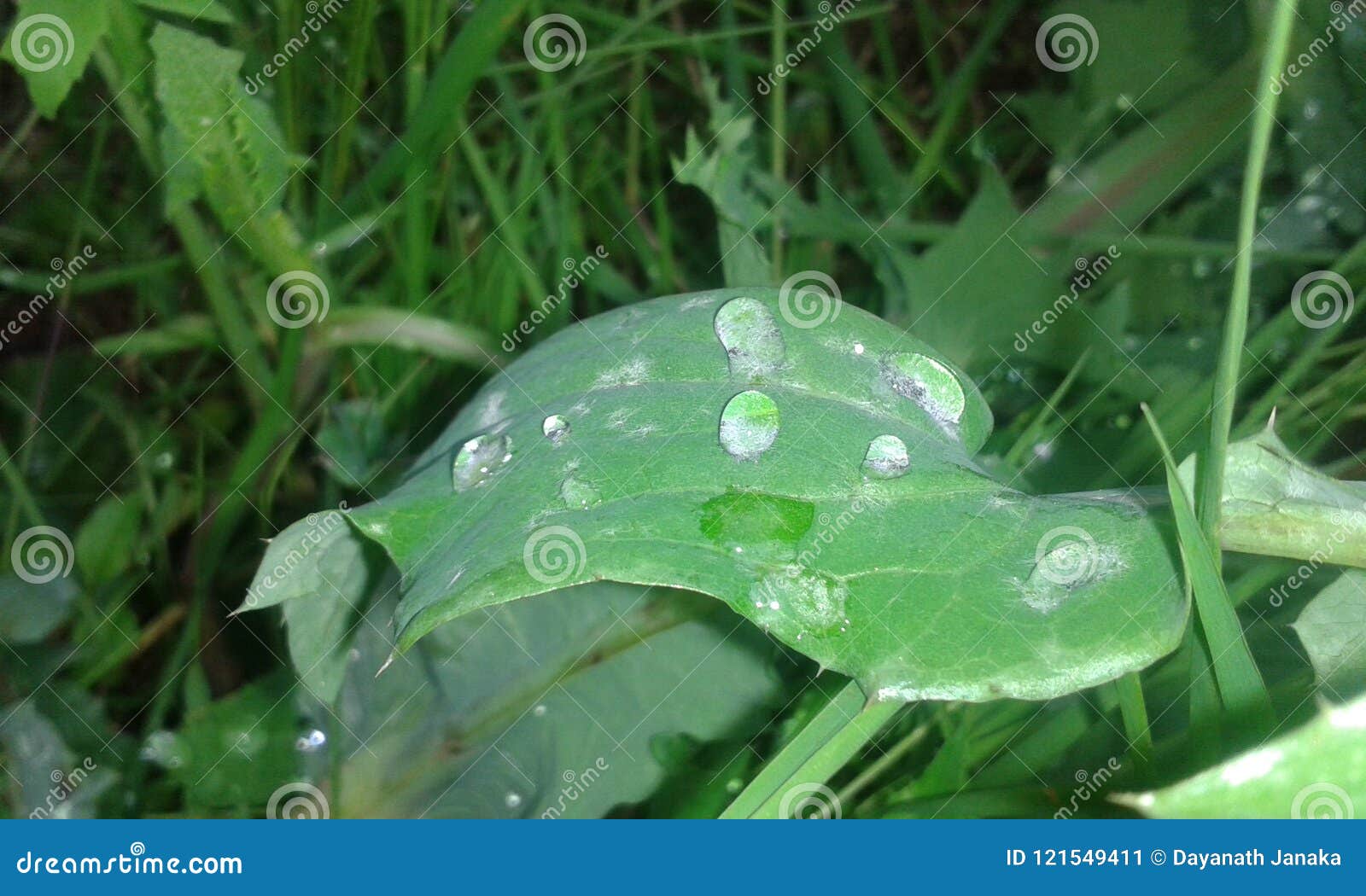 Air Bubbles On Leaf Stock Image | CartoonDealer.com #13494931