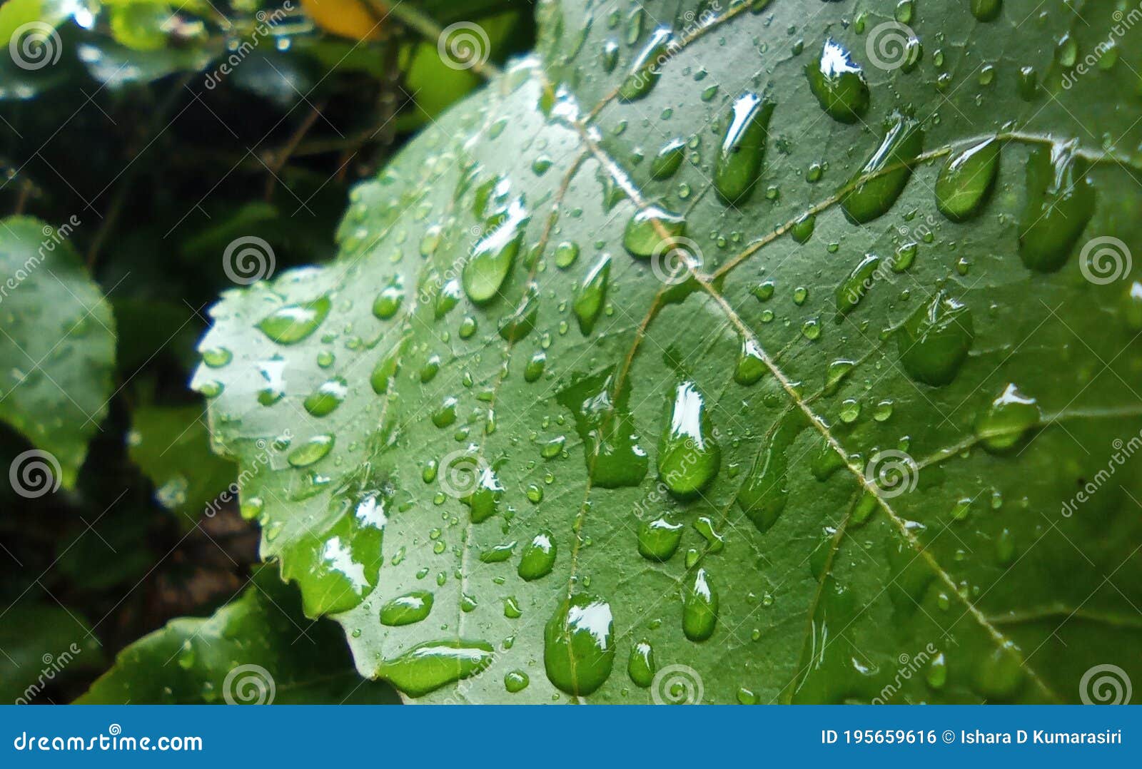 Water Bubbles on Leaf . with Wet Rainy Time Stock Photo - Image of ...