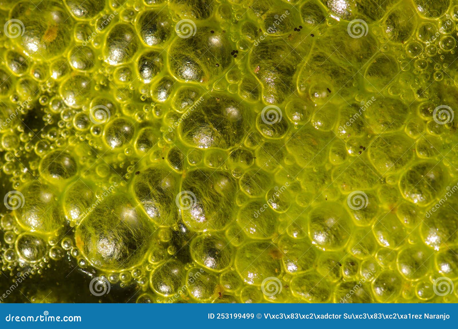 Water Bubbles on the Surface of a Pond Covered with Algae. Stock Image - Image of ...