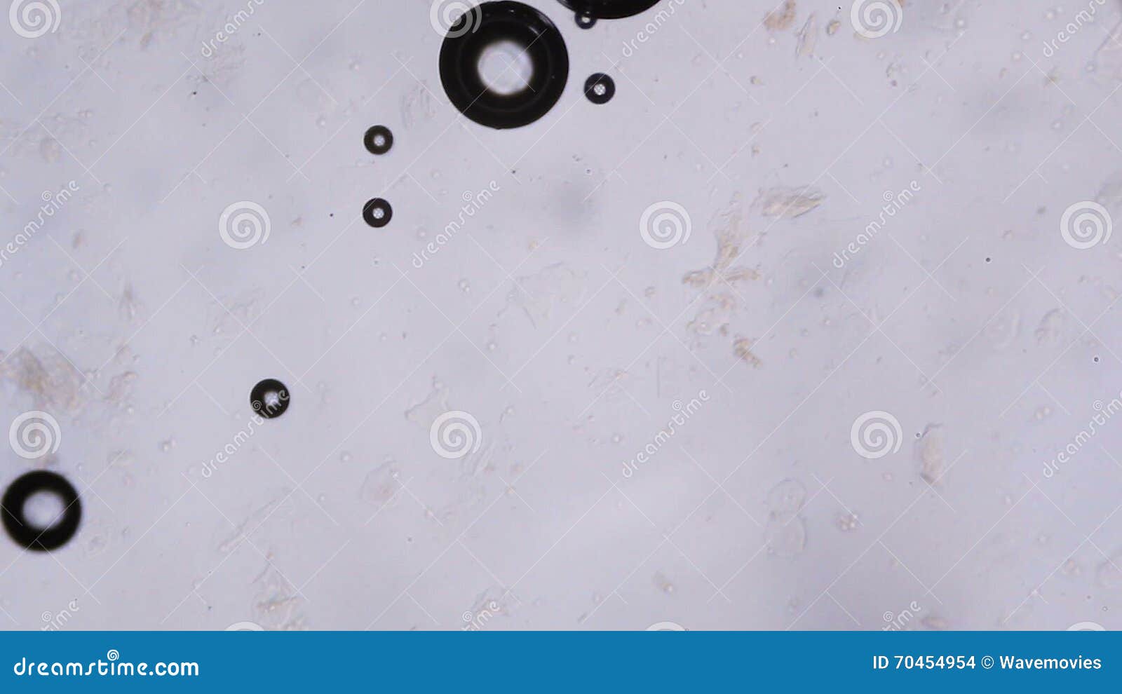 Water Bubbles Under the Microscope Stock Footage - Video of micro ...