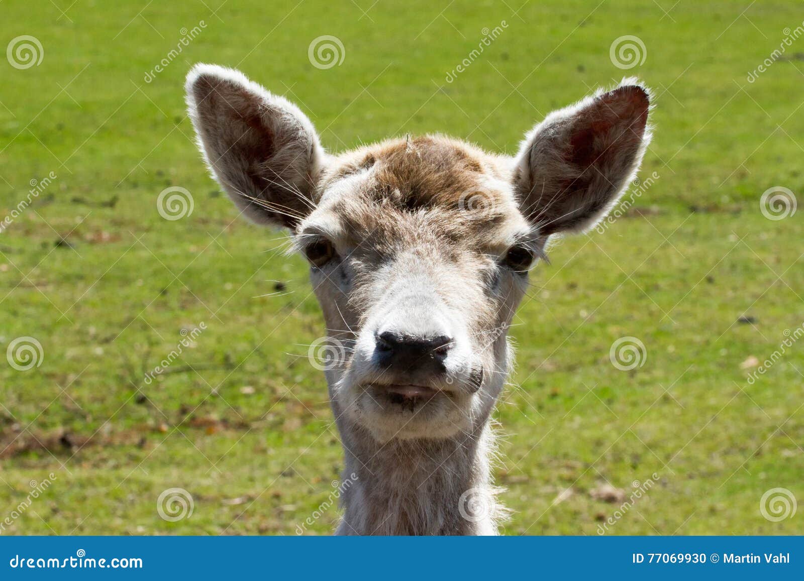 Water buck stock photo. Image of wild, mammal, buck, animals - 77069930