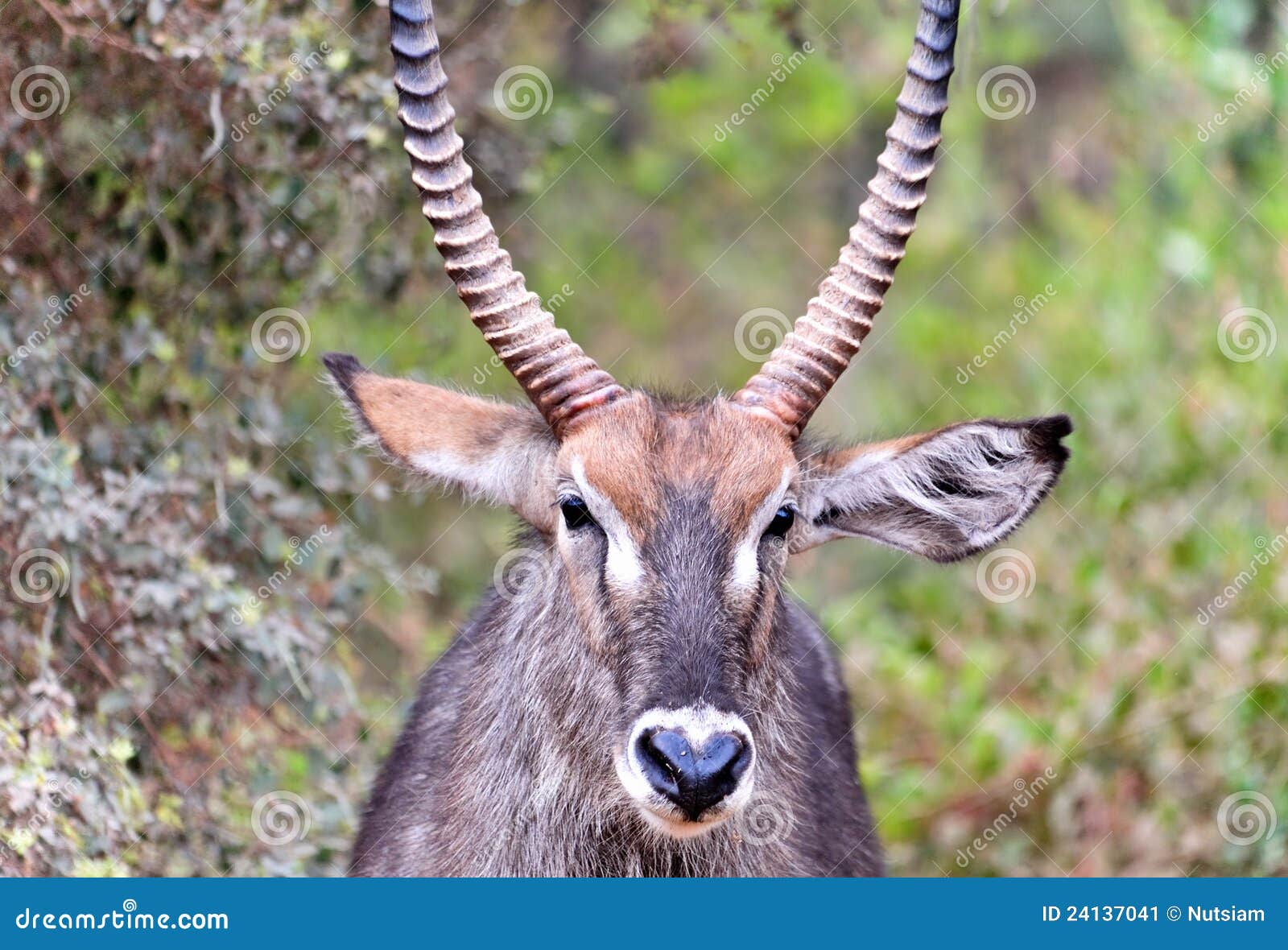Water-buck male stock image. Image of buck, beauty, portrait - 24137041