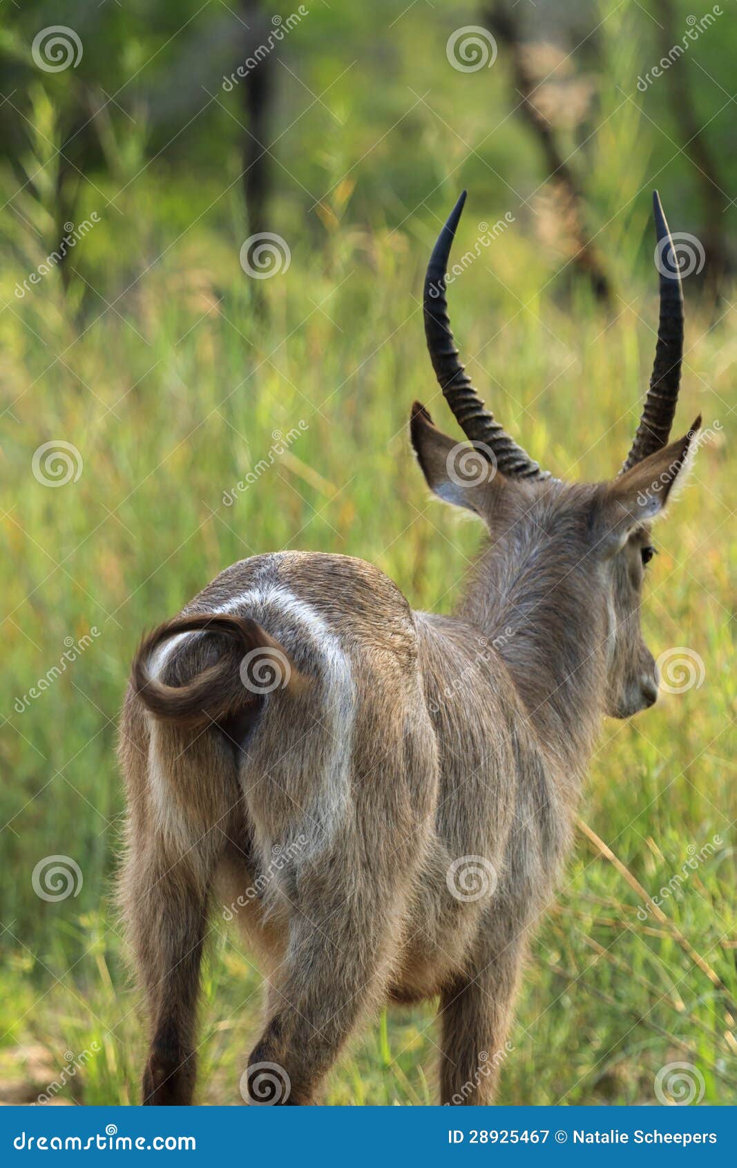 Water Buck Rear View stock image. Image of conservation - 28925467