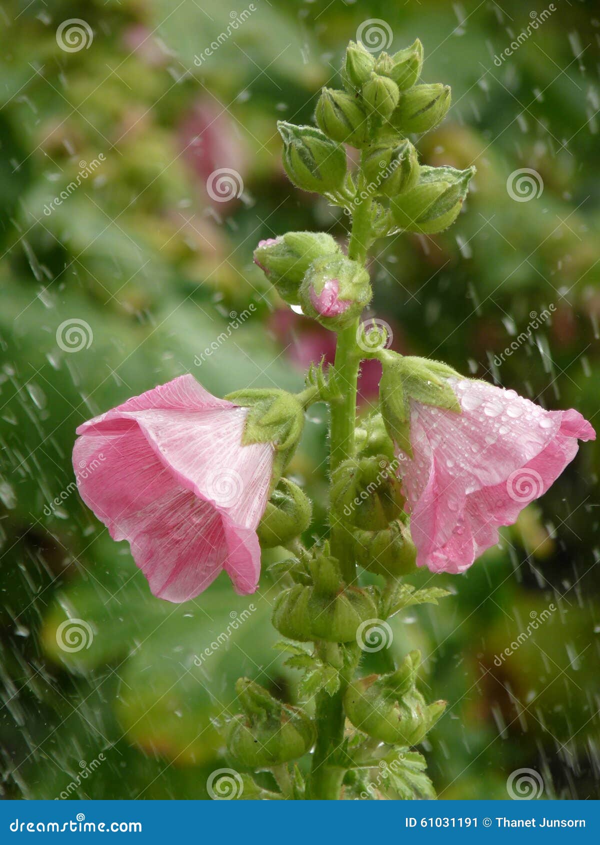 Water in Budding Pink Flower Stock Image - Image of pink, petal: 61031191
