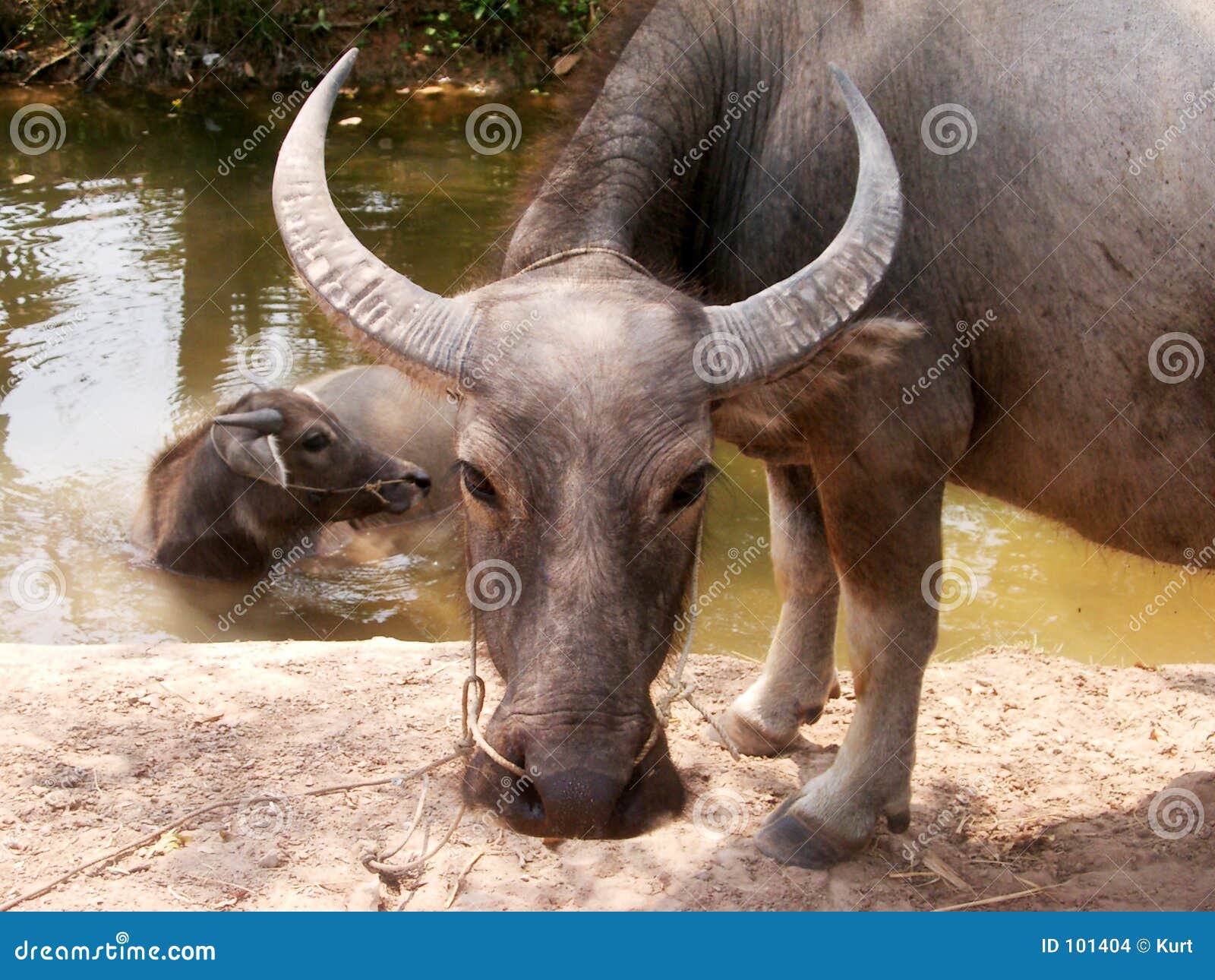 Water buffalo stock photo. Image of waterbuffalo, water - 101404