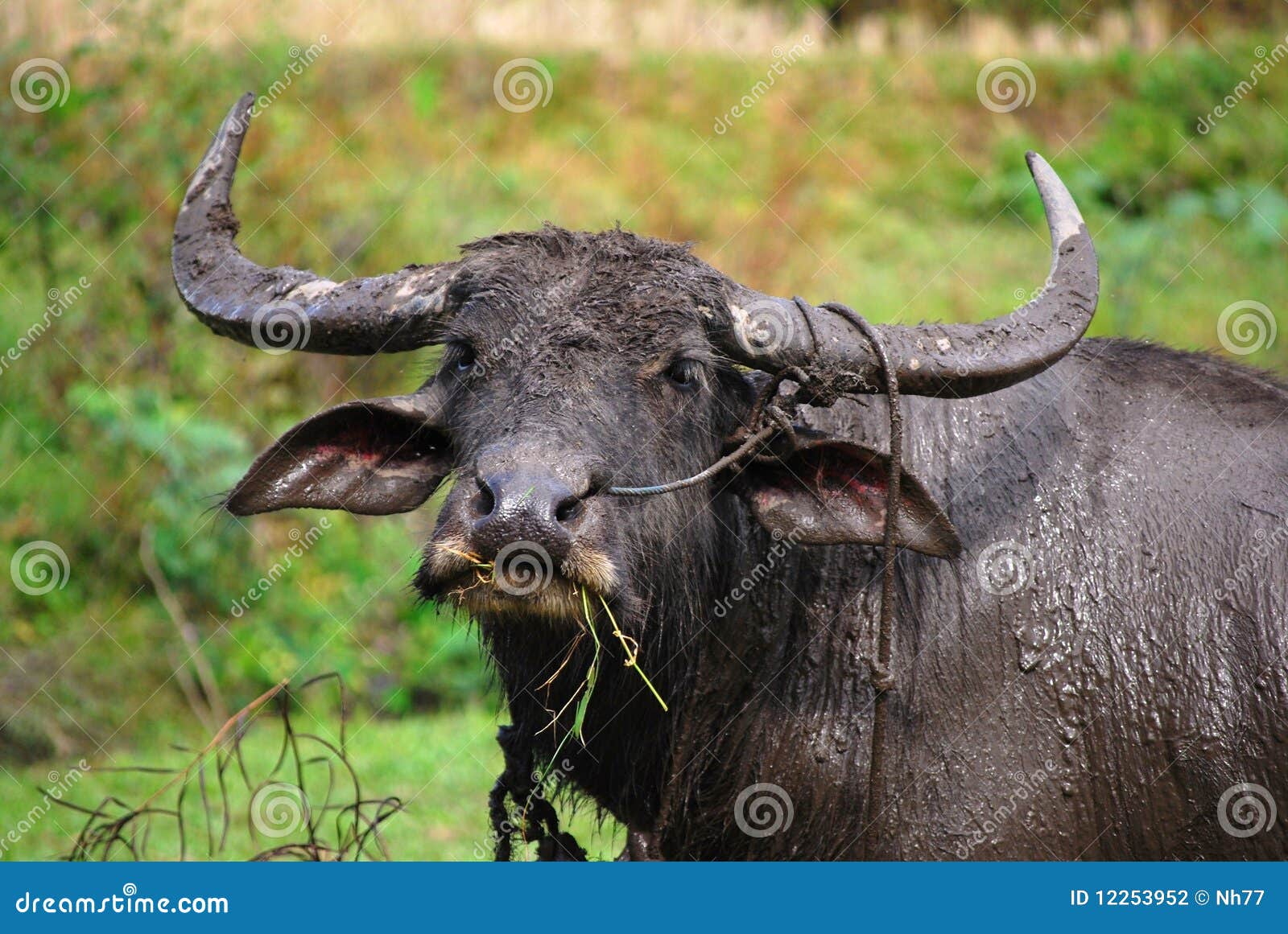 Water buffalo stock photo. Image of exotic, asiatic, nature - 12253952