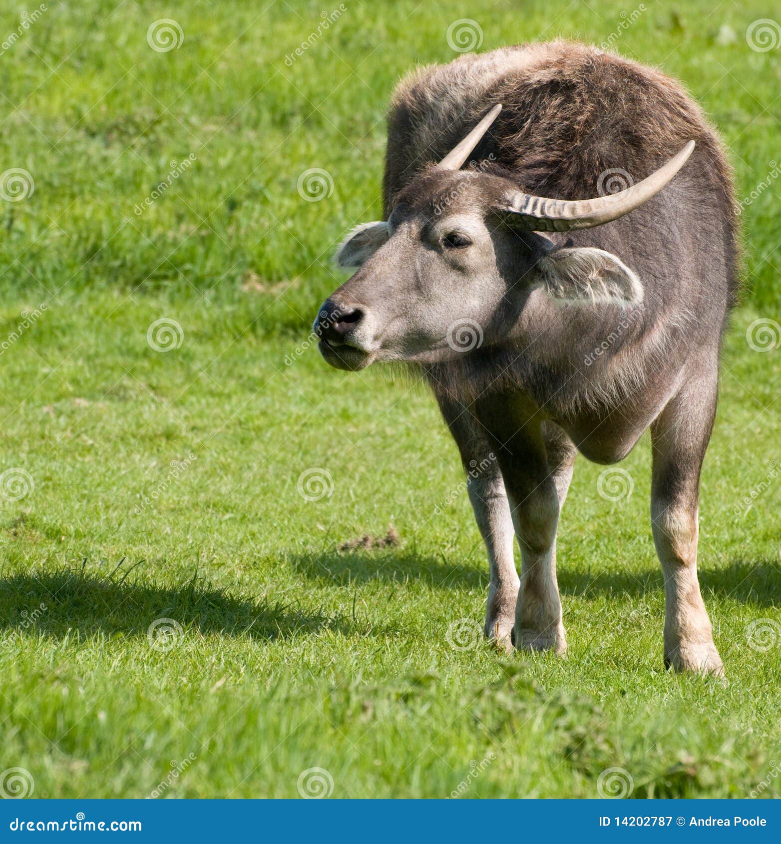 Water Buffalo stock image. Image of large, wildlife, curly - 14202787