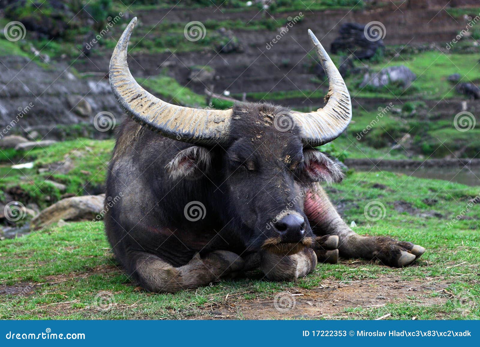 Water buffalo stock image. Image of grass, asia, grey - 17222353