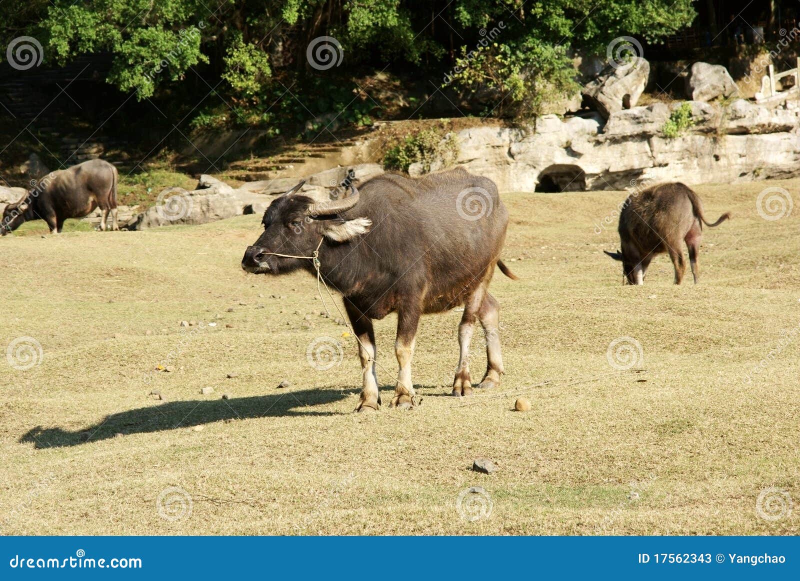Water buffalo stock image. Image of cattle, pastoral - 17562343