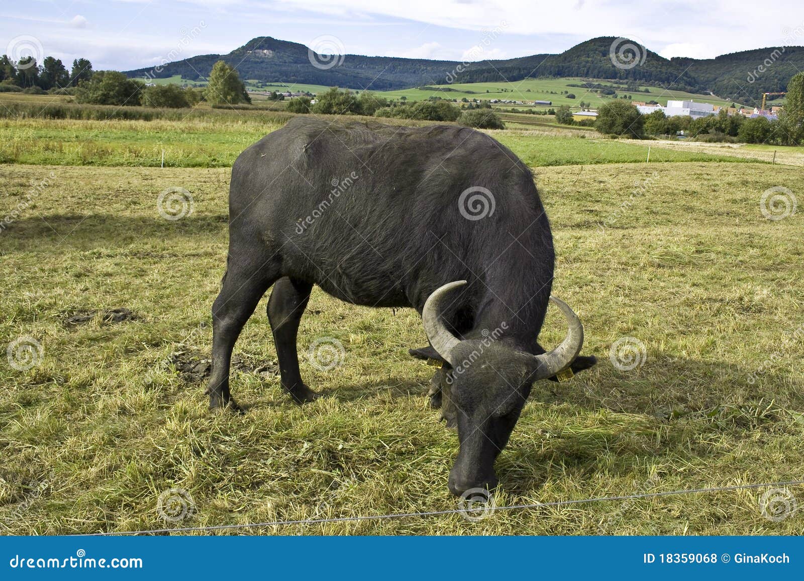 Water buffalo stock photo. Image of horns, animal, hills - 18359068