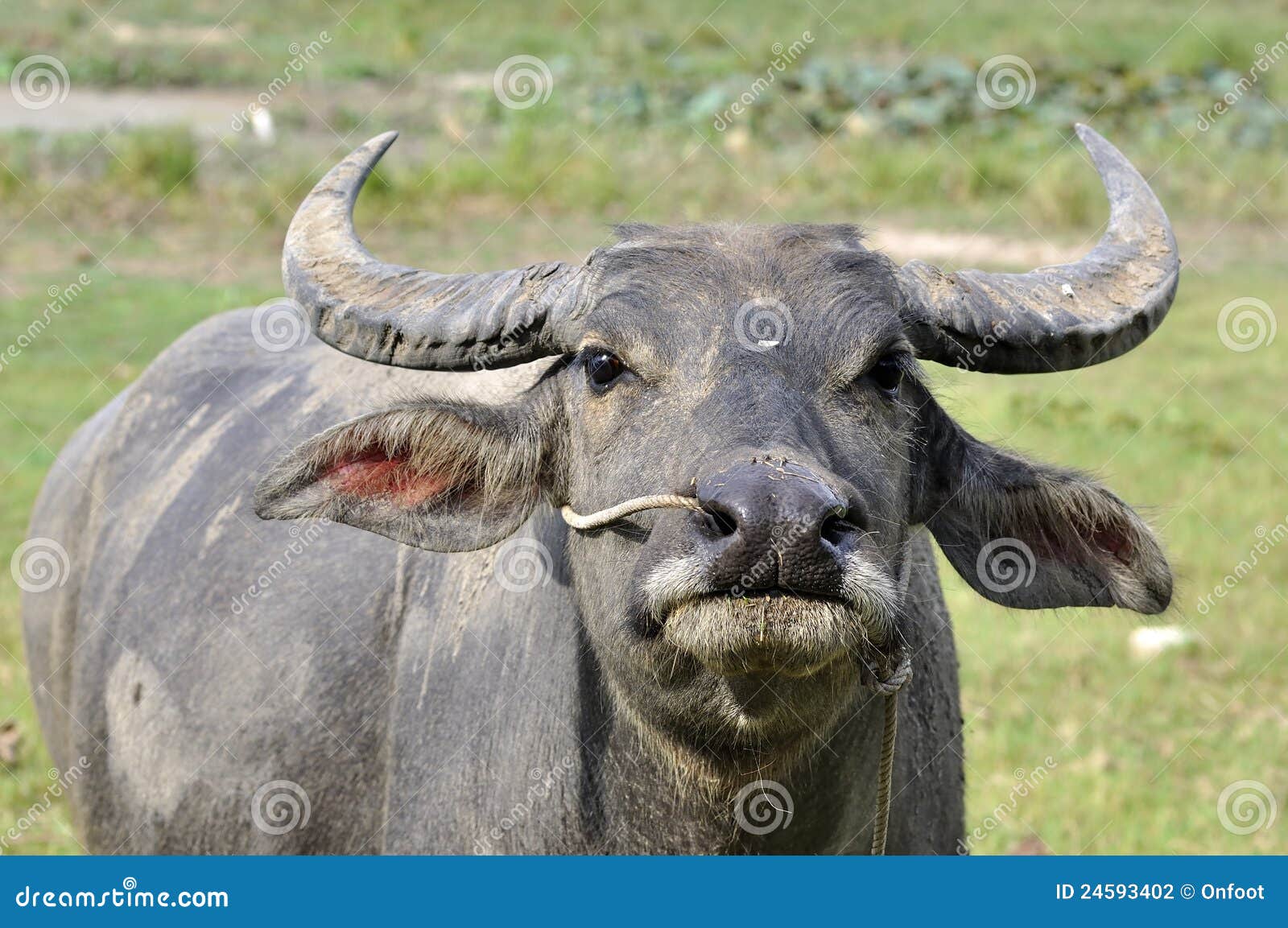 Water Buffalo stock photo. Image of fauna, friend, look - 24593402