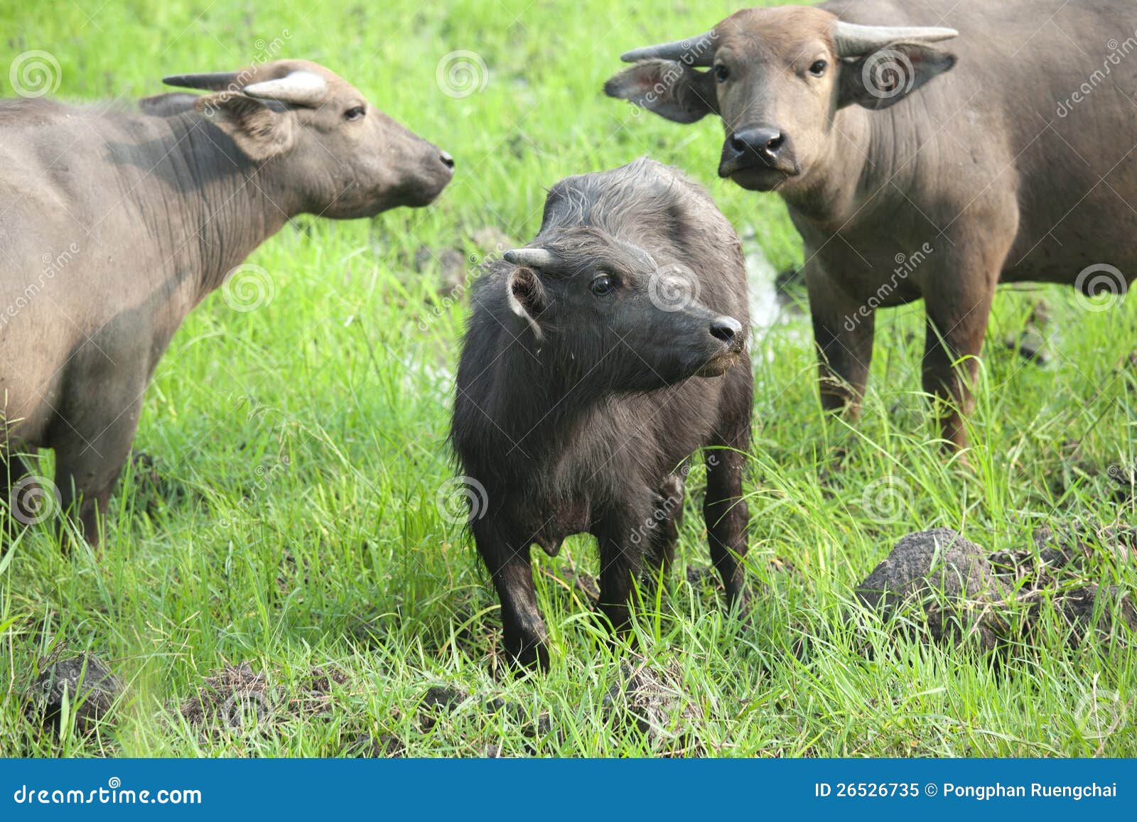 Water Buffalo stock image. Image of farm, rural, livestock - 26526735