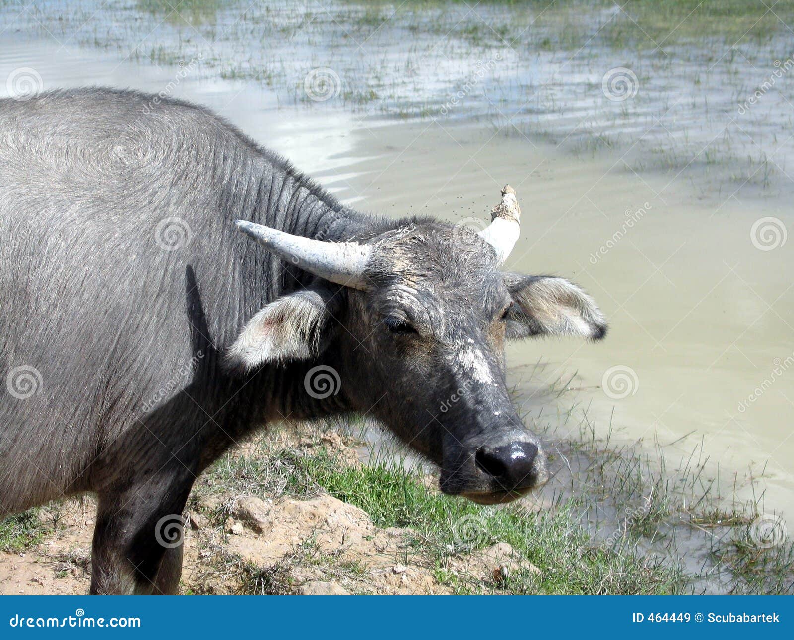 Water Buffalo Picture. Image: 464449