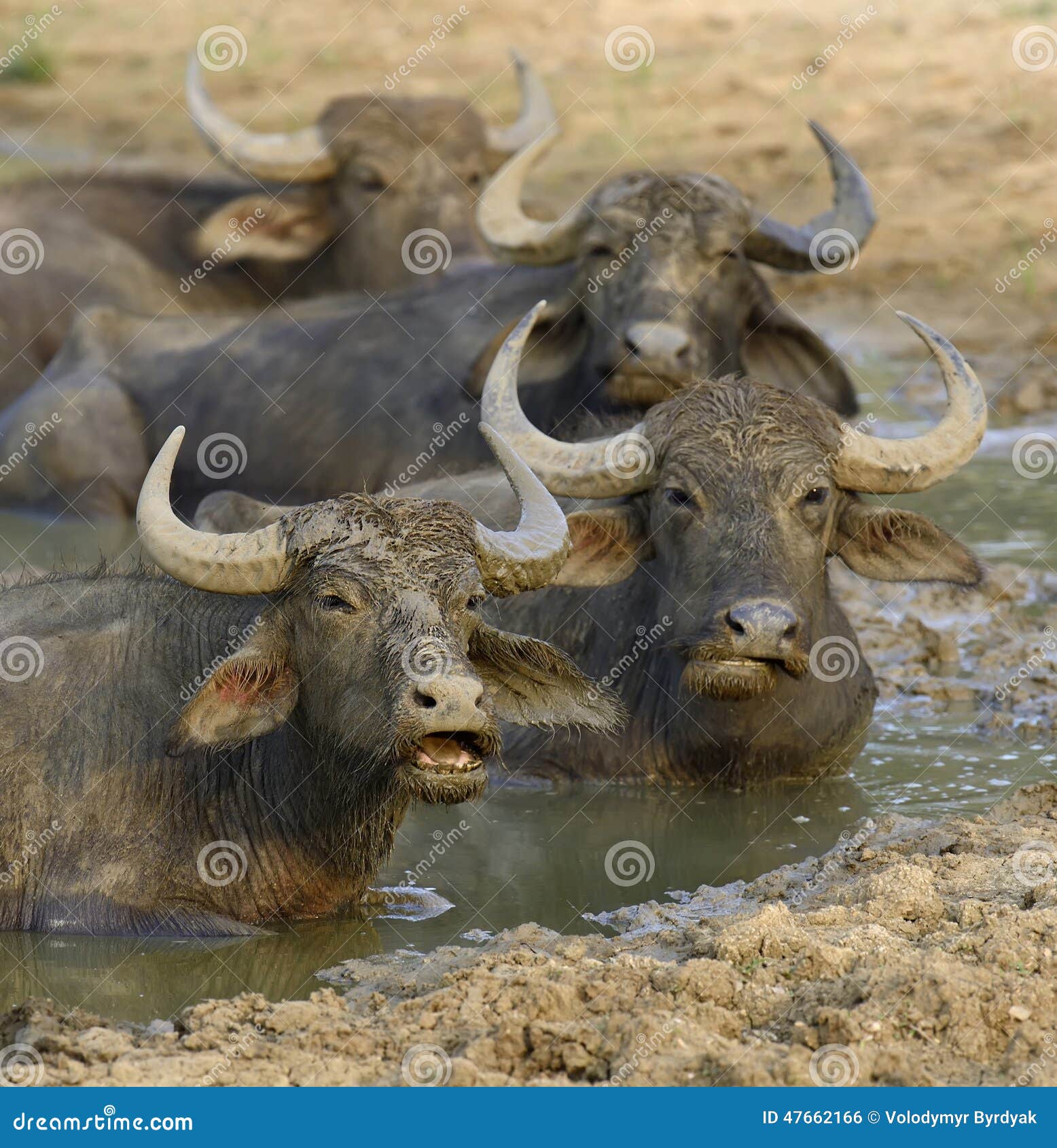 Water Buffalo are Bathing in a Lake Stock Photo - Image of bull, burden ...